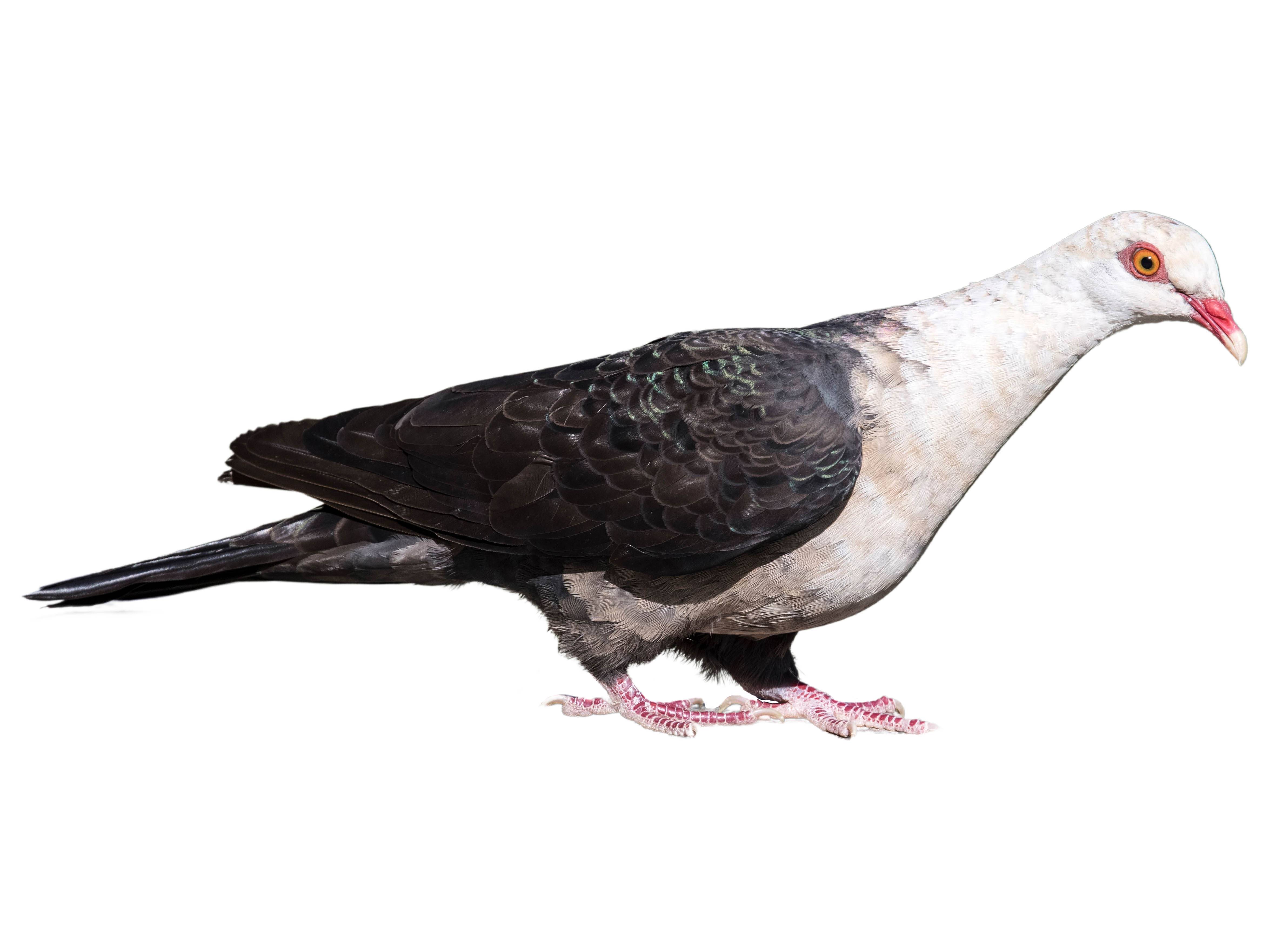 White-headed Pigeon (Columba leucomela) identification - Birda
