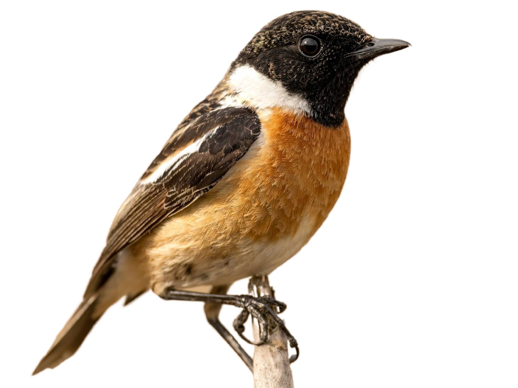 European Stonechat (Saxicola rubicola) identification - Birda