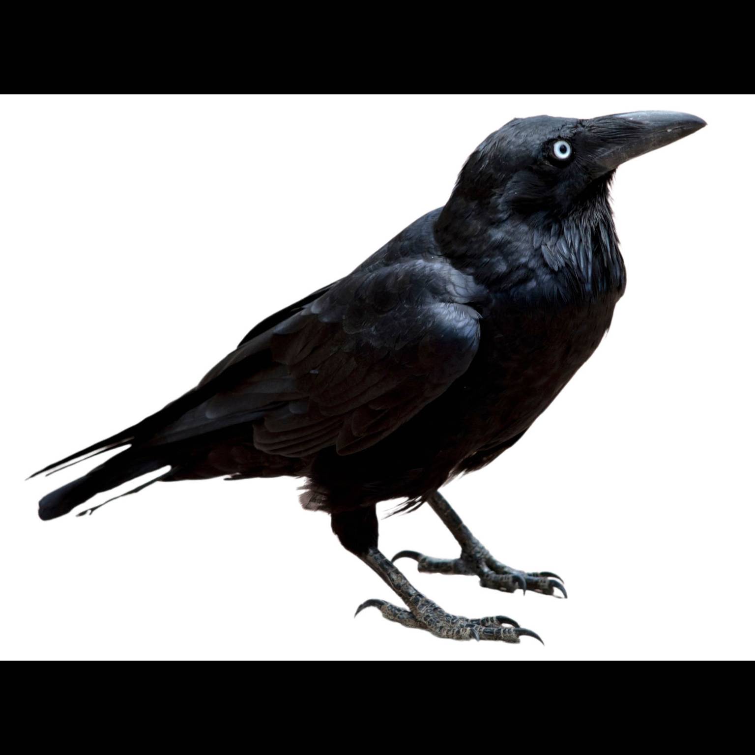 Australian Raven Corvus Coronoides Species Guide Birda