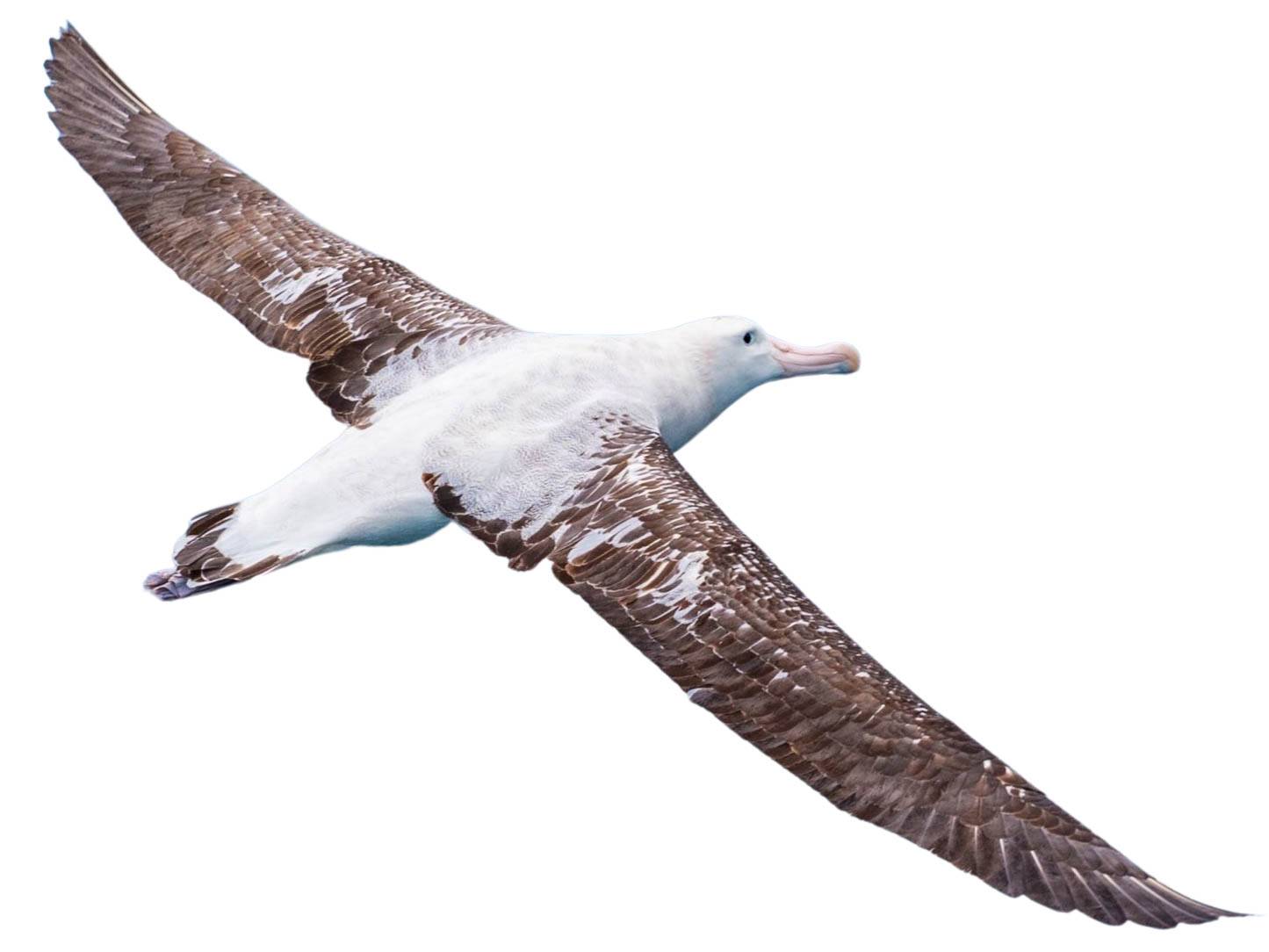 Southern Royal Albatross (Diomedea epomophora) identification - Birda