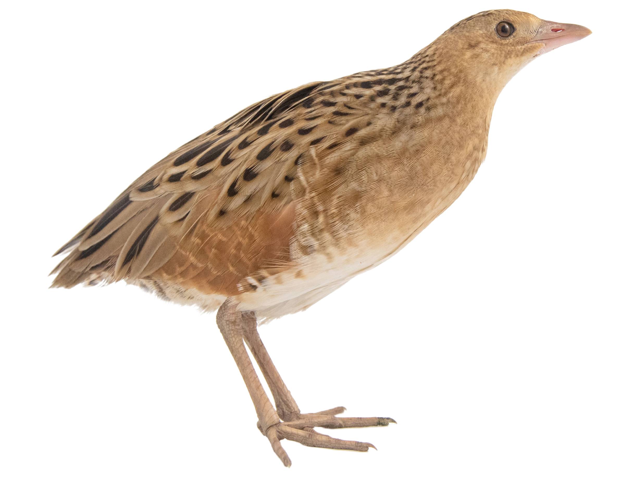 Corn Crake (Crex crex) identification - Birda