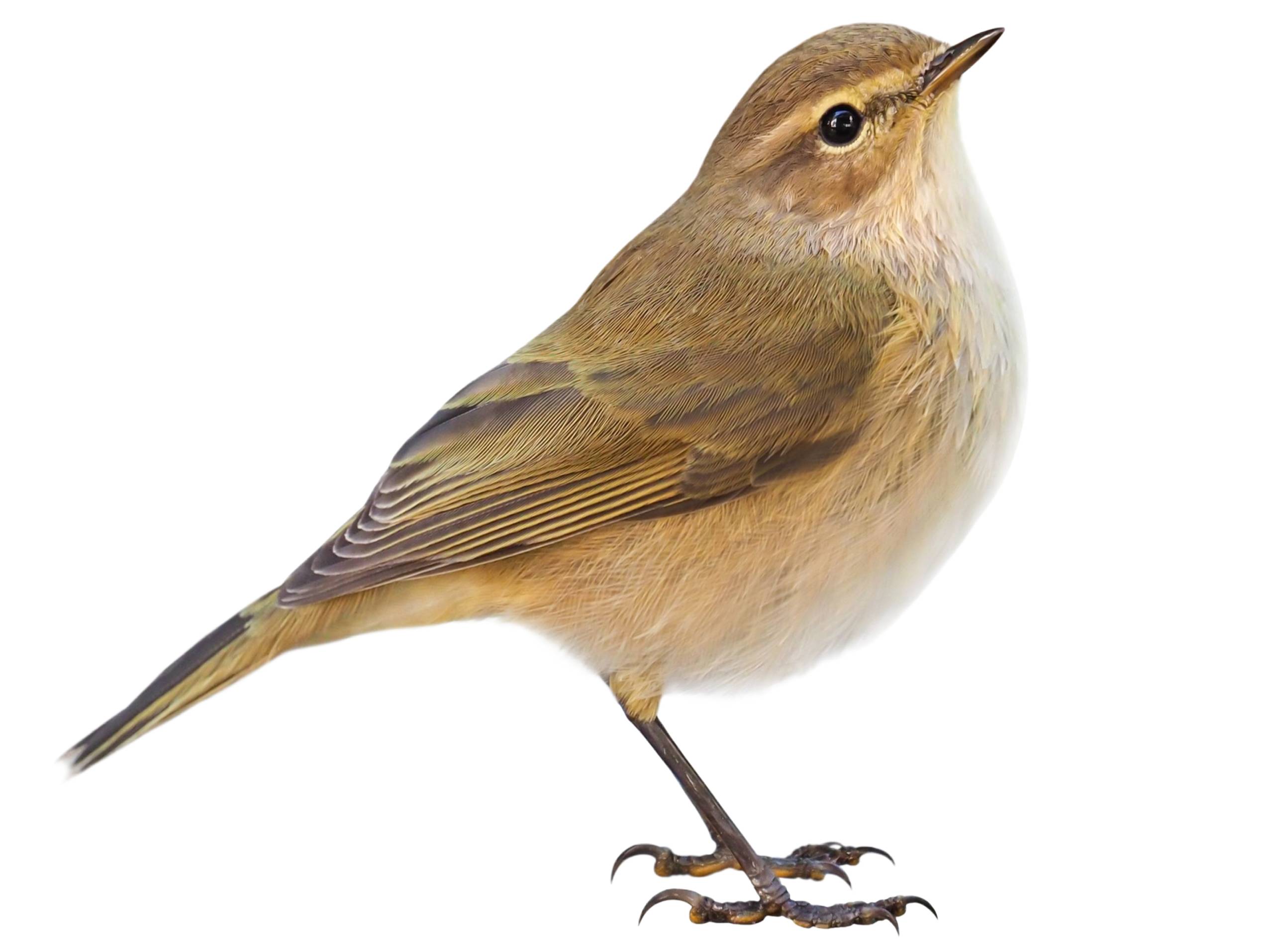 Common Chiffchaff (Phylloscopus collybita) identification - Birda