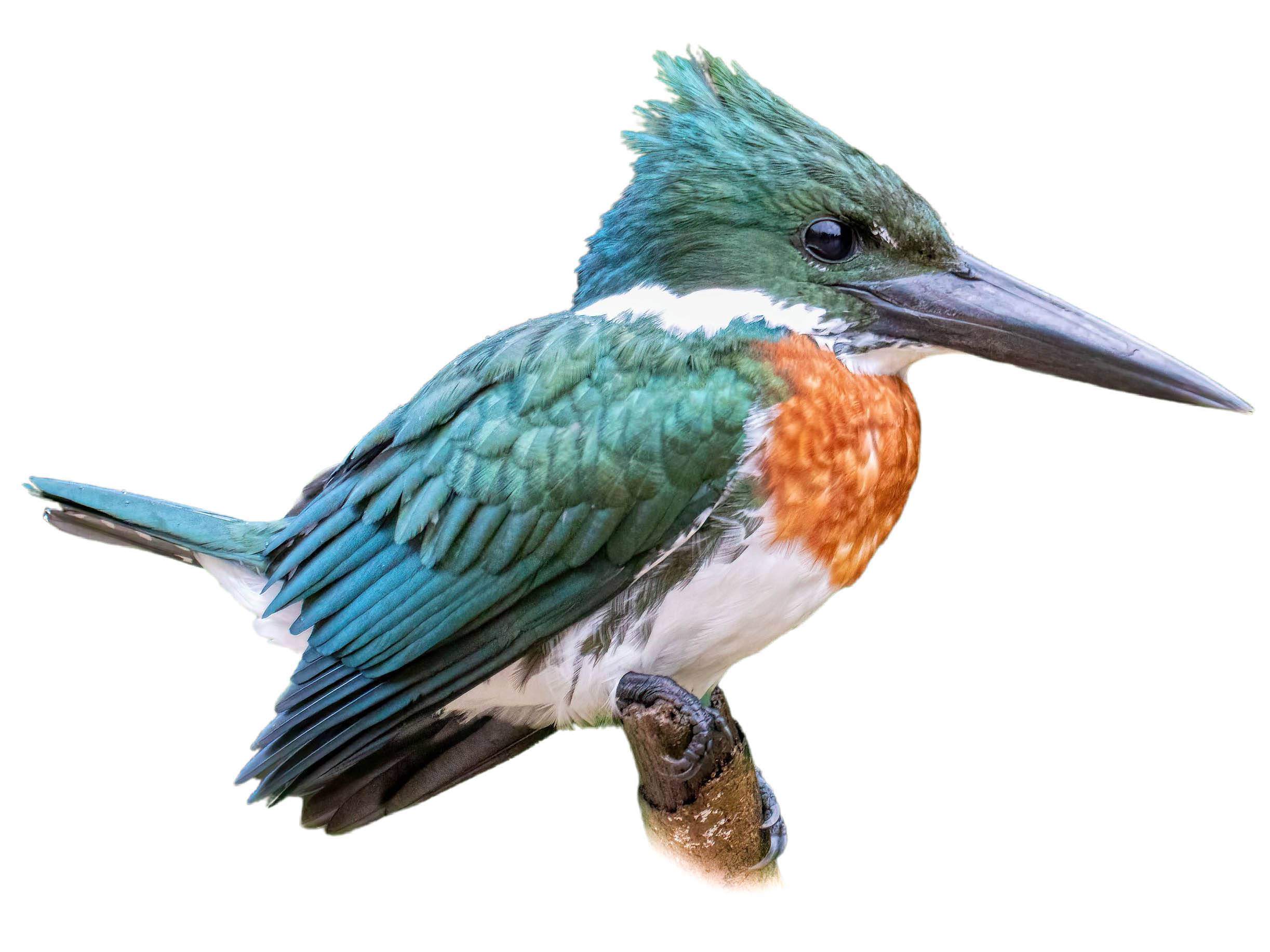 Amazon Kingfisher (Chloroceryle amazona) identification - Birda