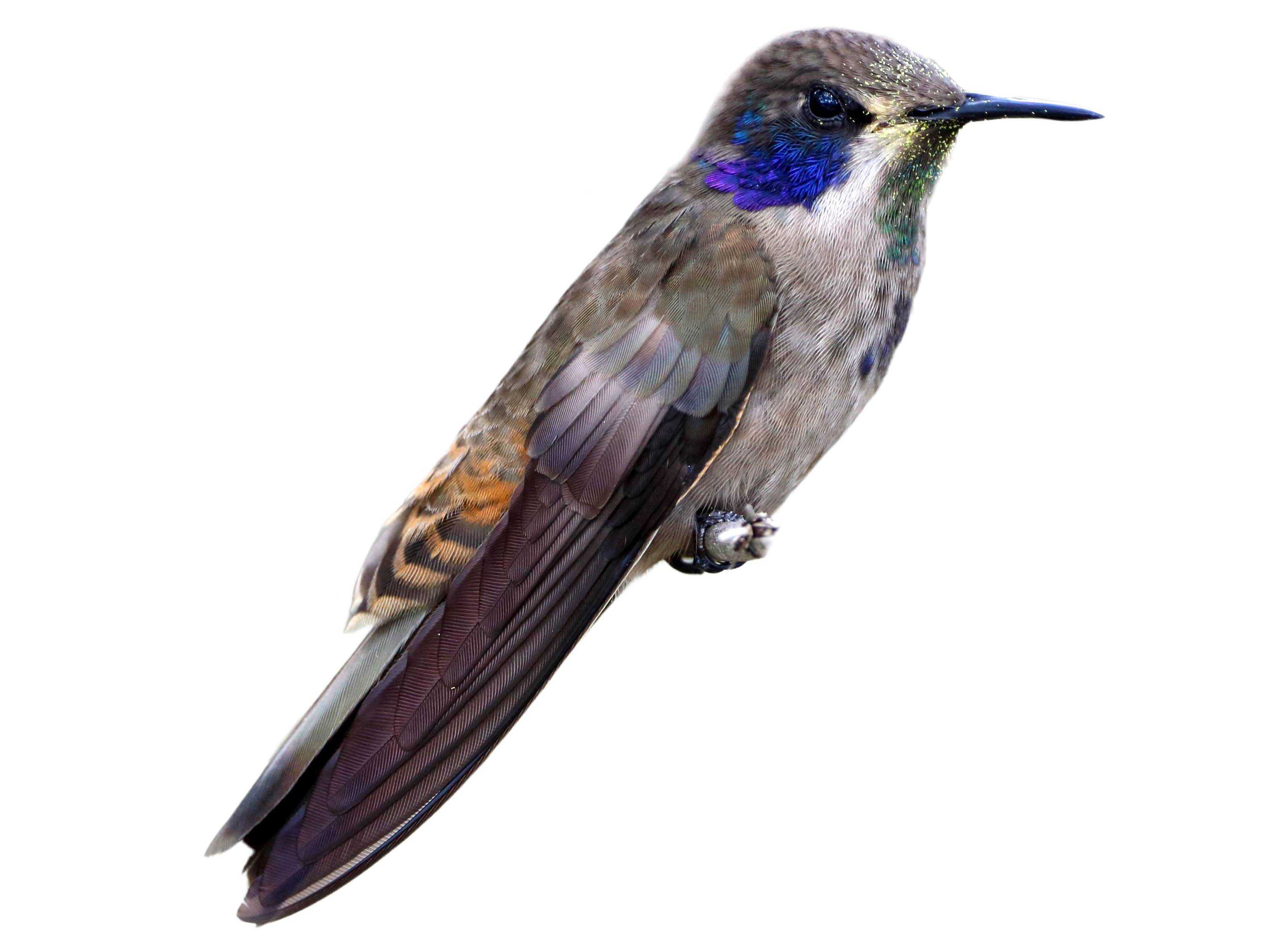 Brown Violetear (Colibri delphinae) identification - Birda