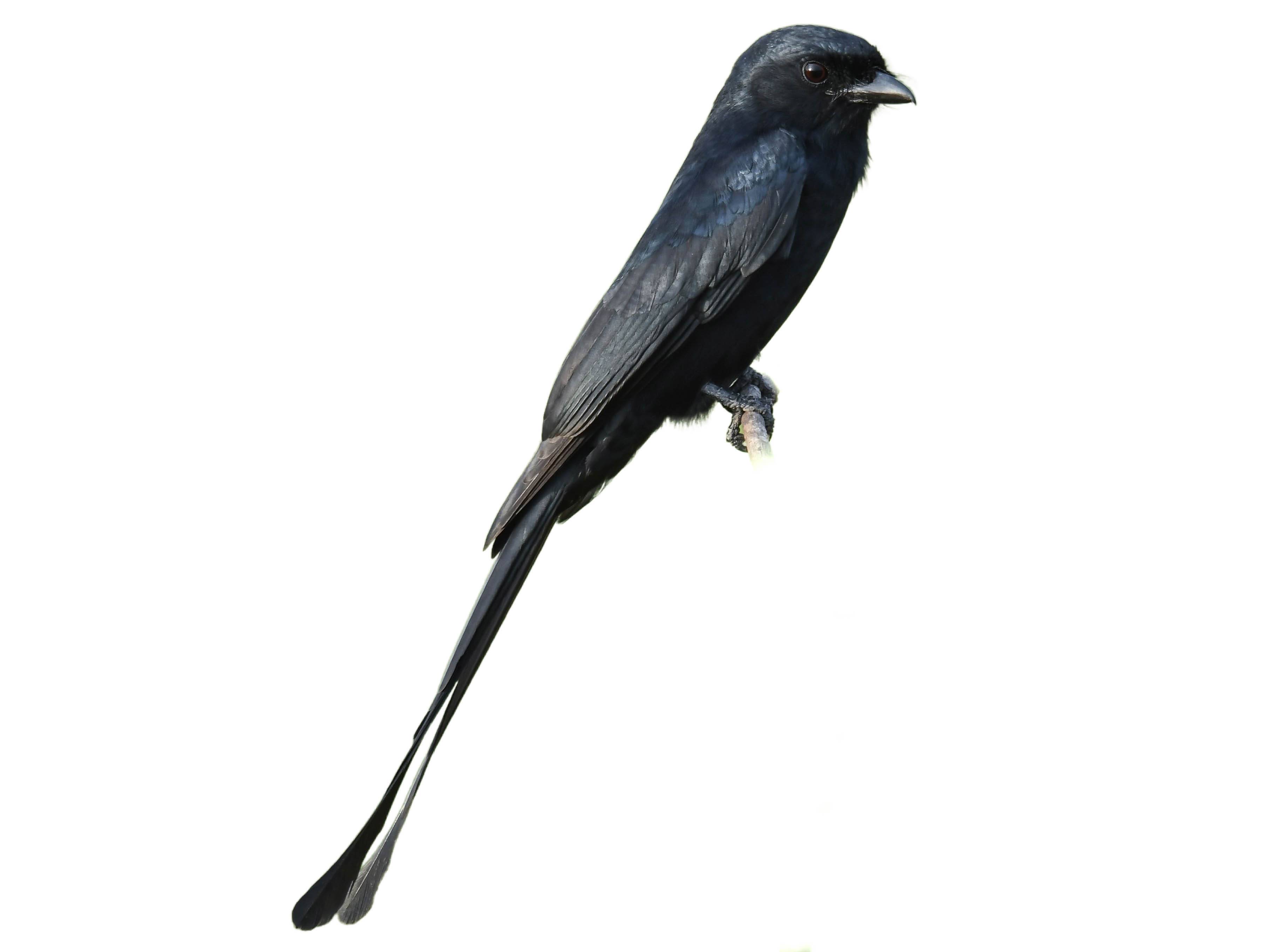 Black Drongo (Dicrurus macrocercus) identification - Birda