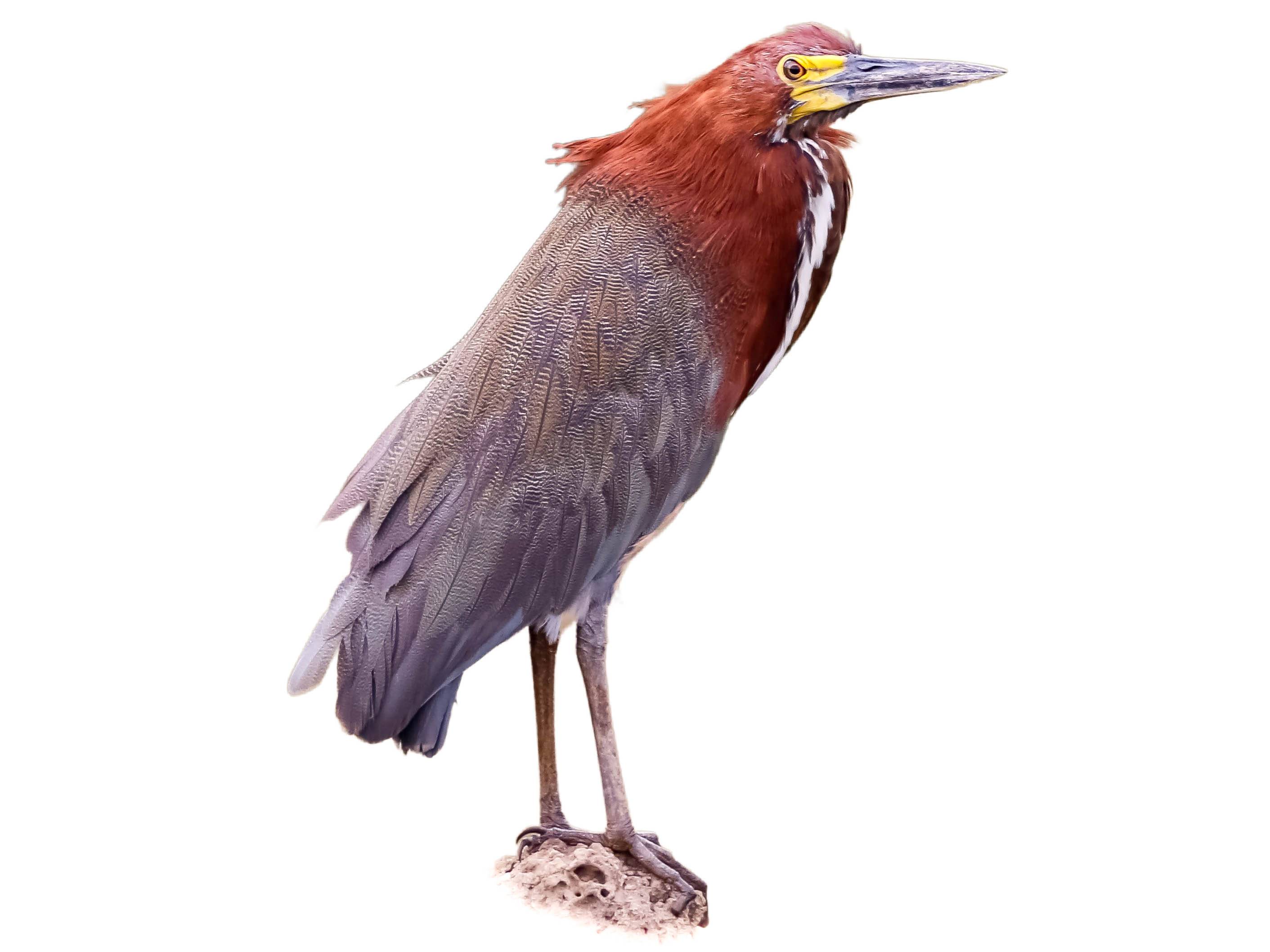 Rufescent Tiger Heron (Tigrisoma lineatum) identification - Birda