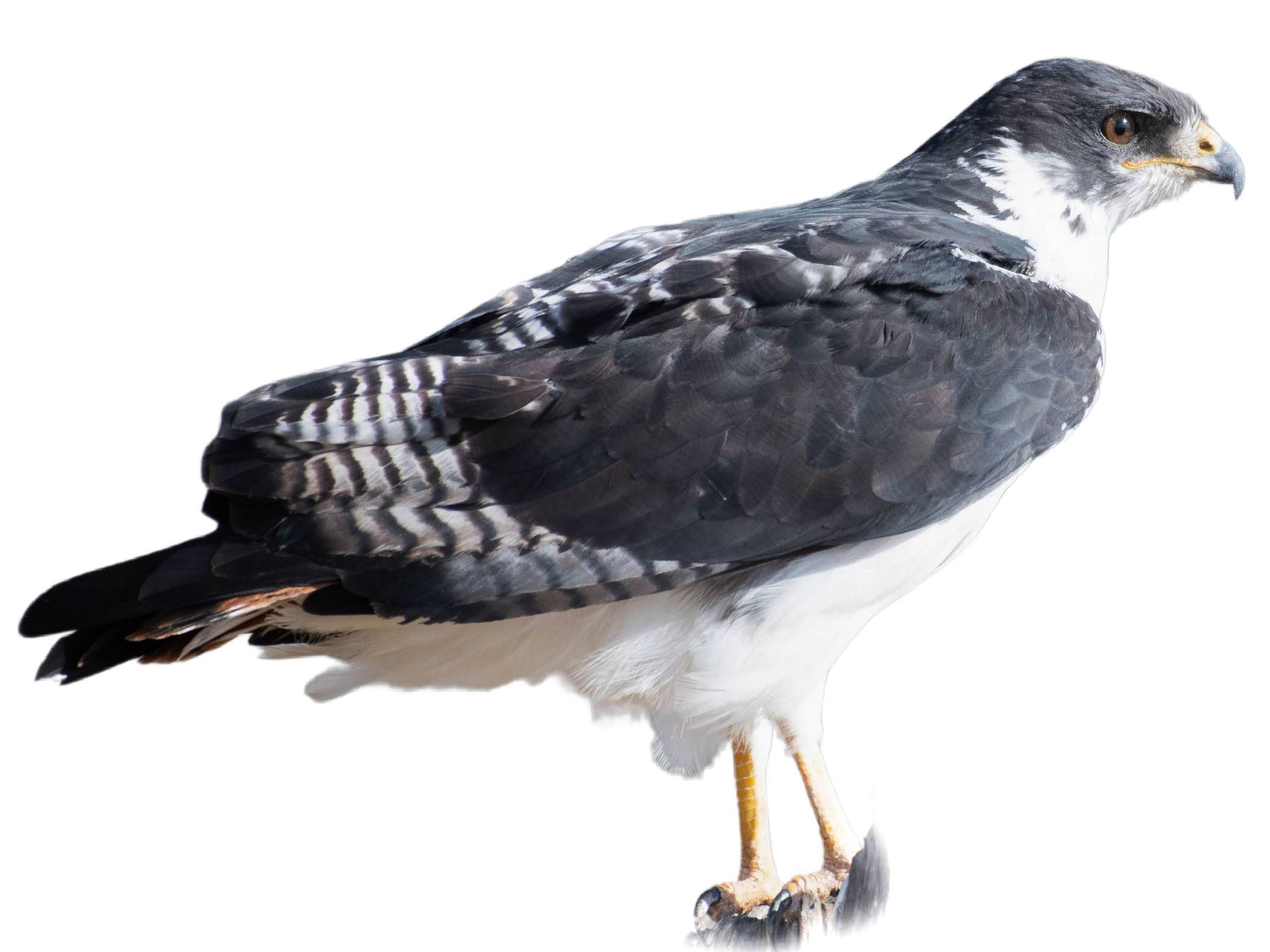 Augur Buzzard (Buteo augur) identification - Birda