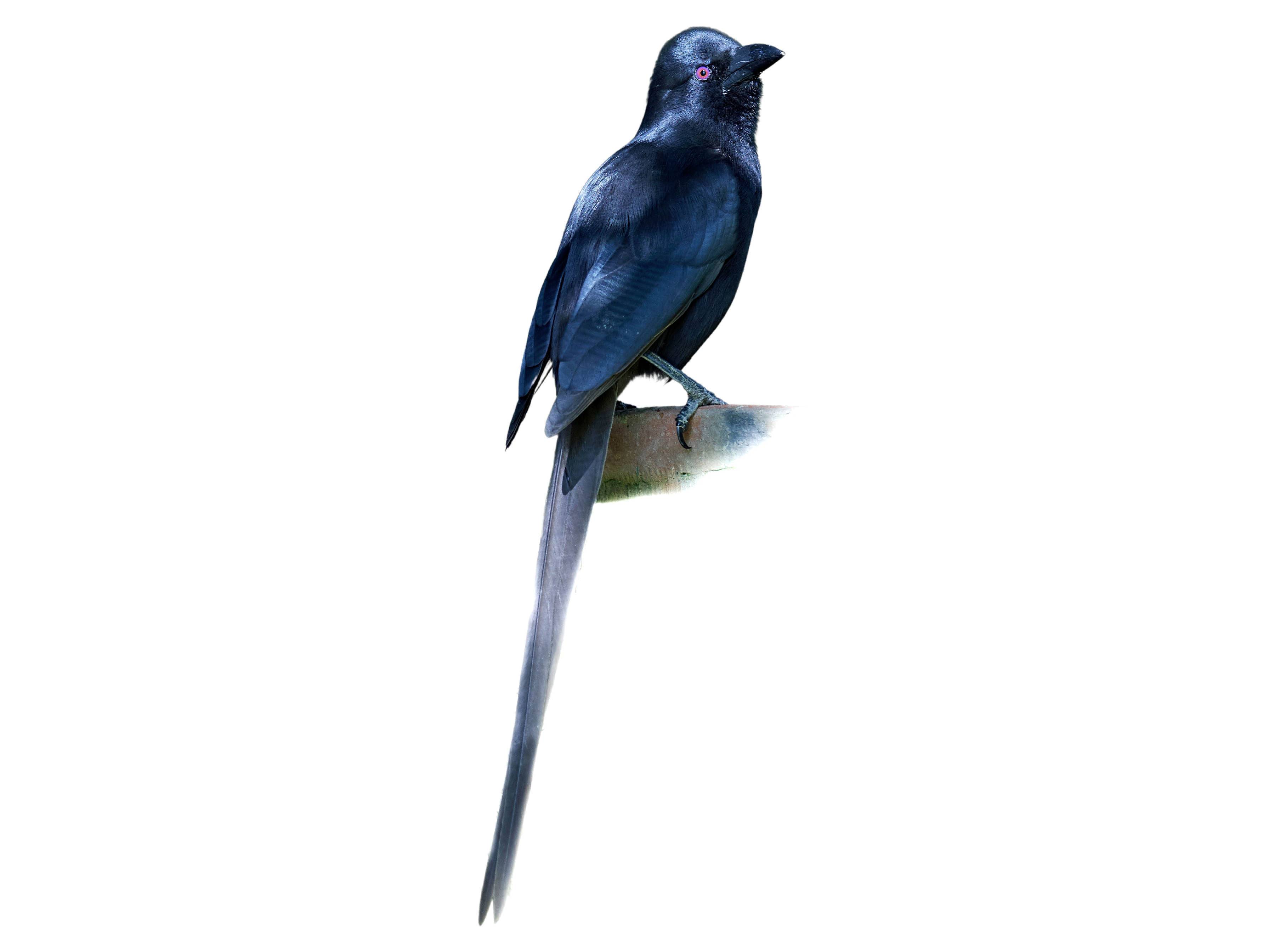 Piapiac (Ptilostomus afer) identification - Birda