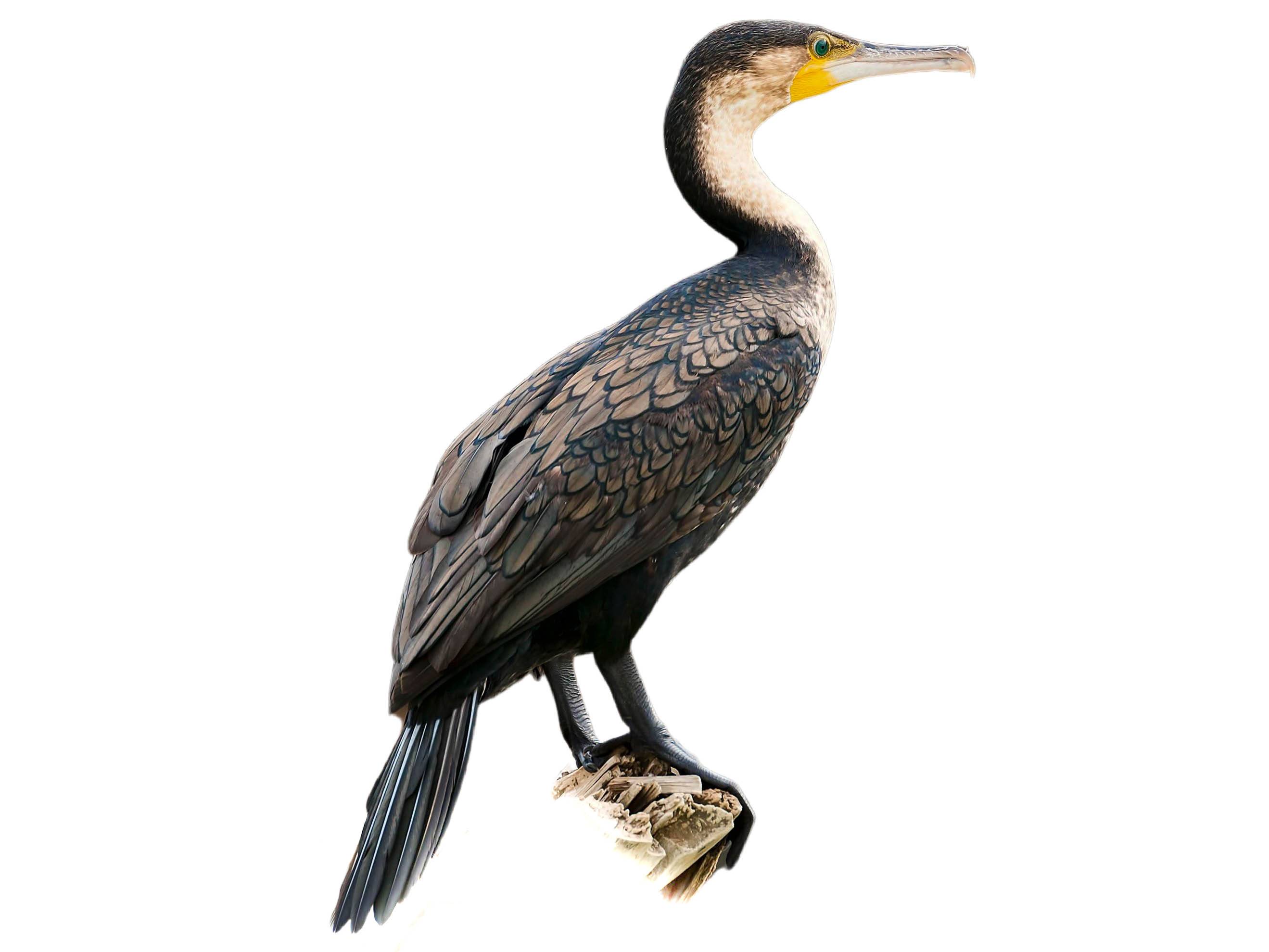 null (null) identification - Birda