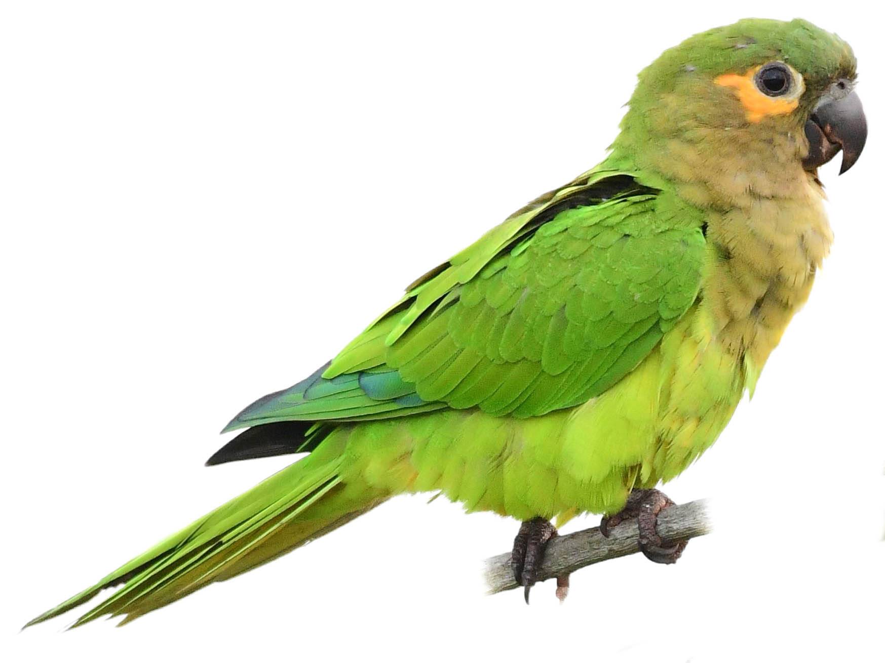Brown-throated Parakeet (Eupsittula pertinax) identification - Birda