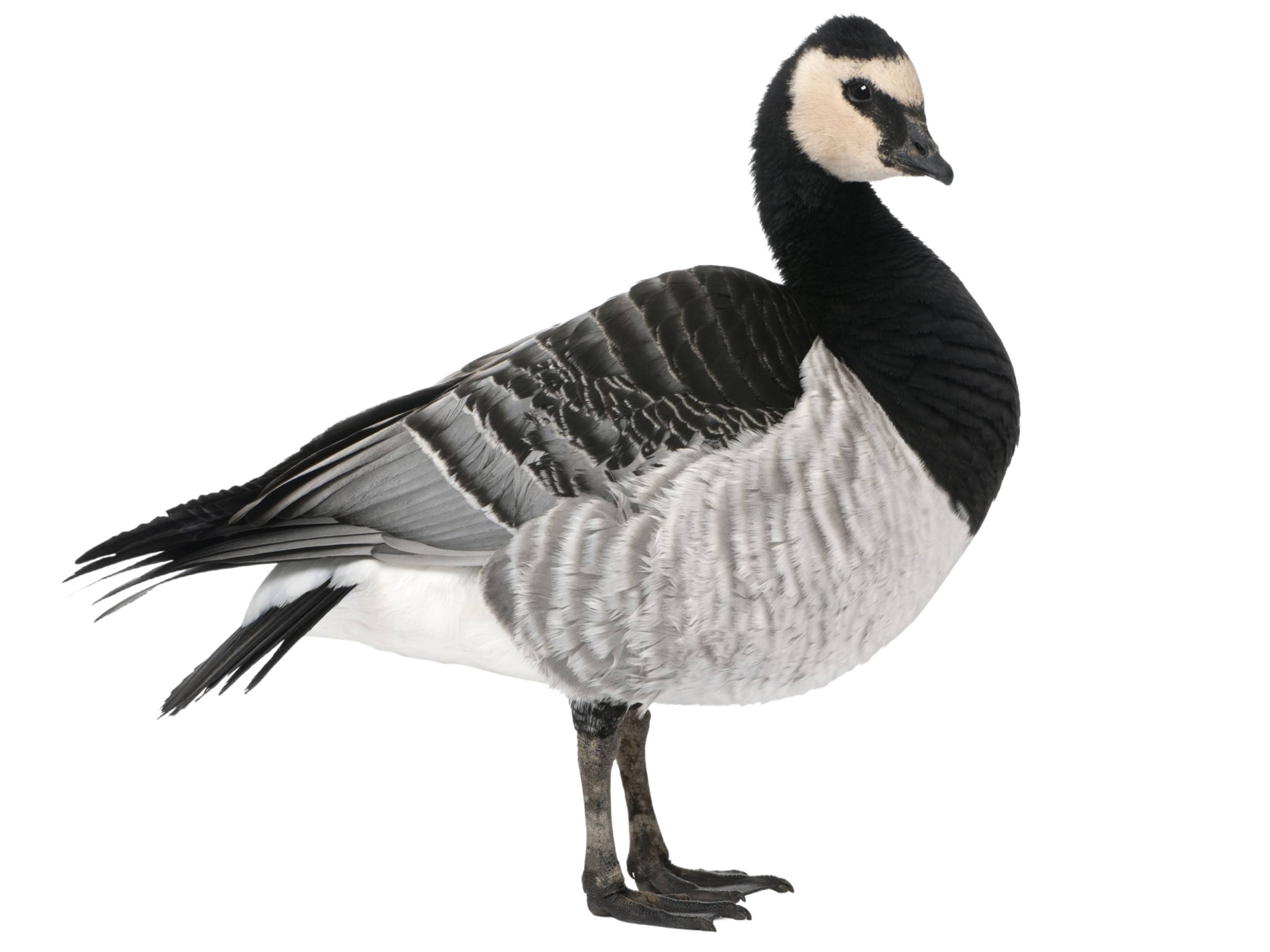 Barnacle Goose (Branta leucopsis) identification - Birda