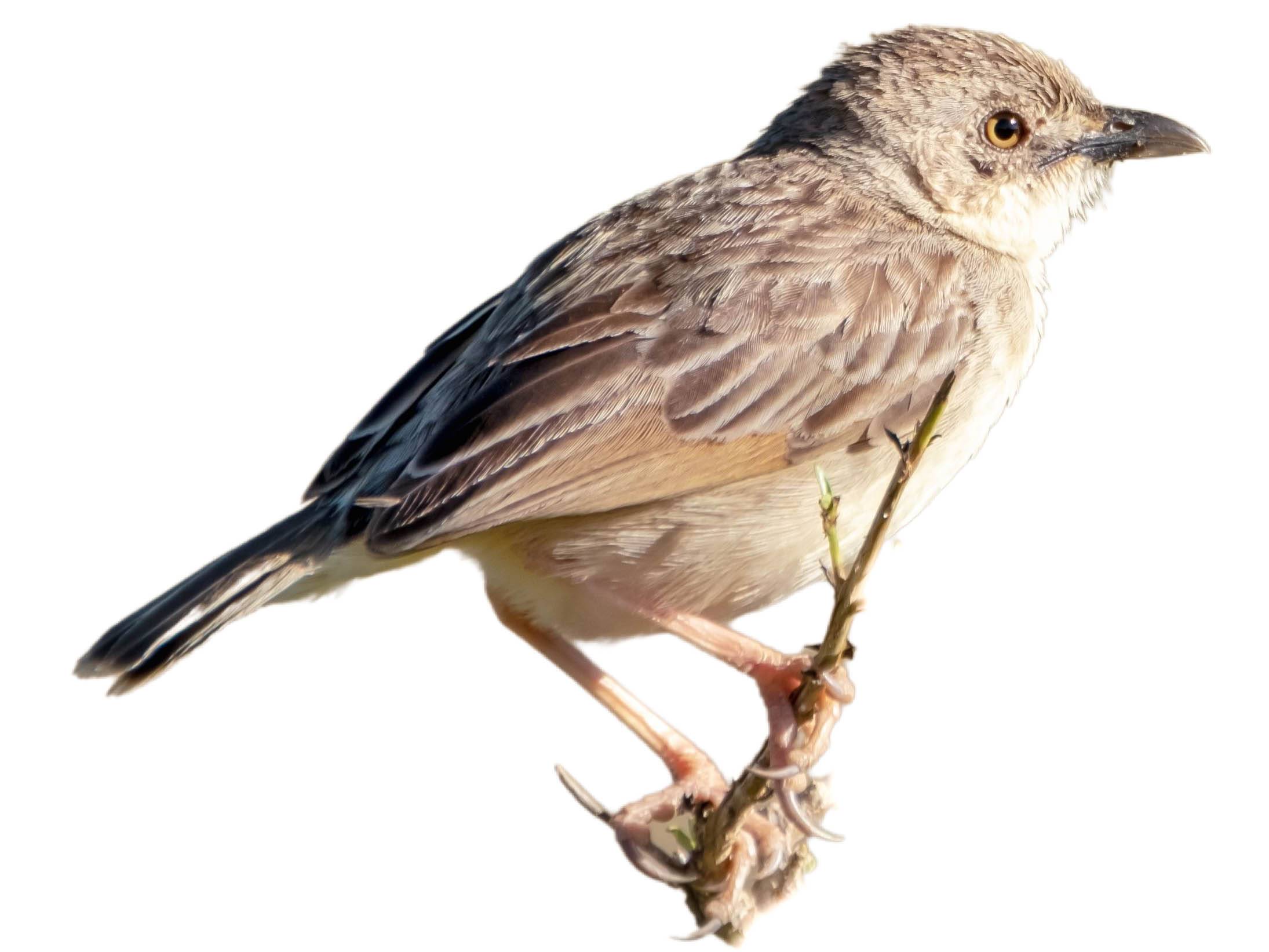 Croaking Cisticola (Cisticola natalensis) identification - Birda