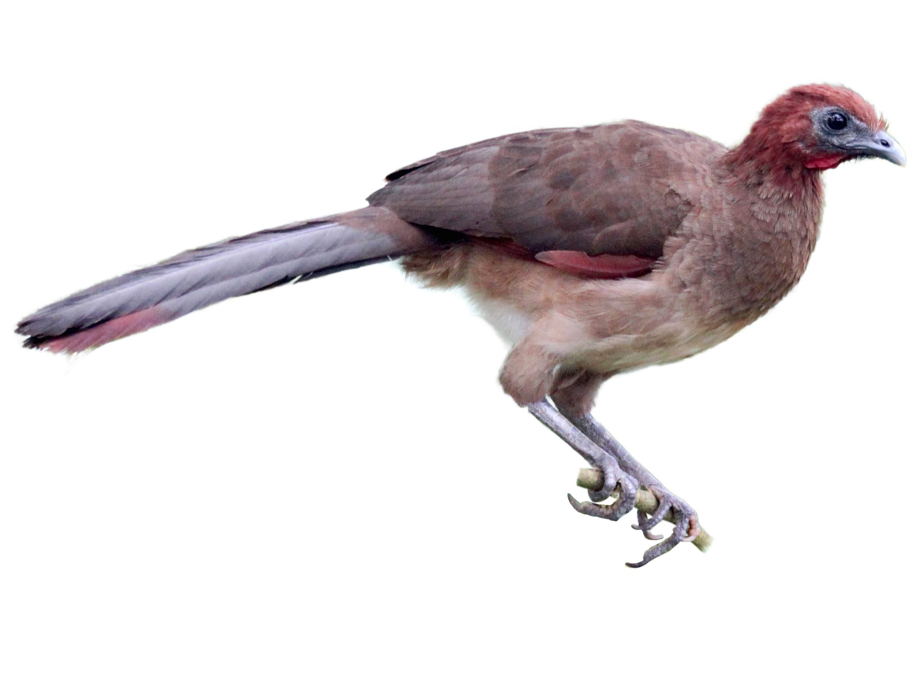 Rufous-headed Chachalaca (Ortalis erythroptera) identification - Birda