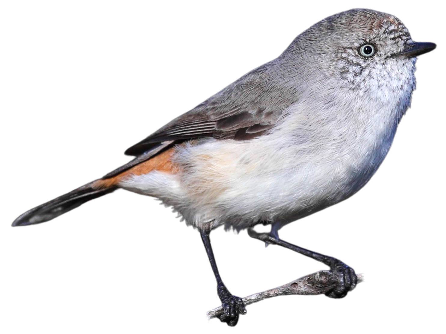 Chestnut-rumped Thornbill (Acanthiza uropygialis) identification - Birda