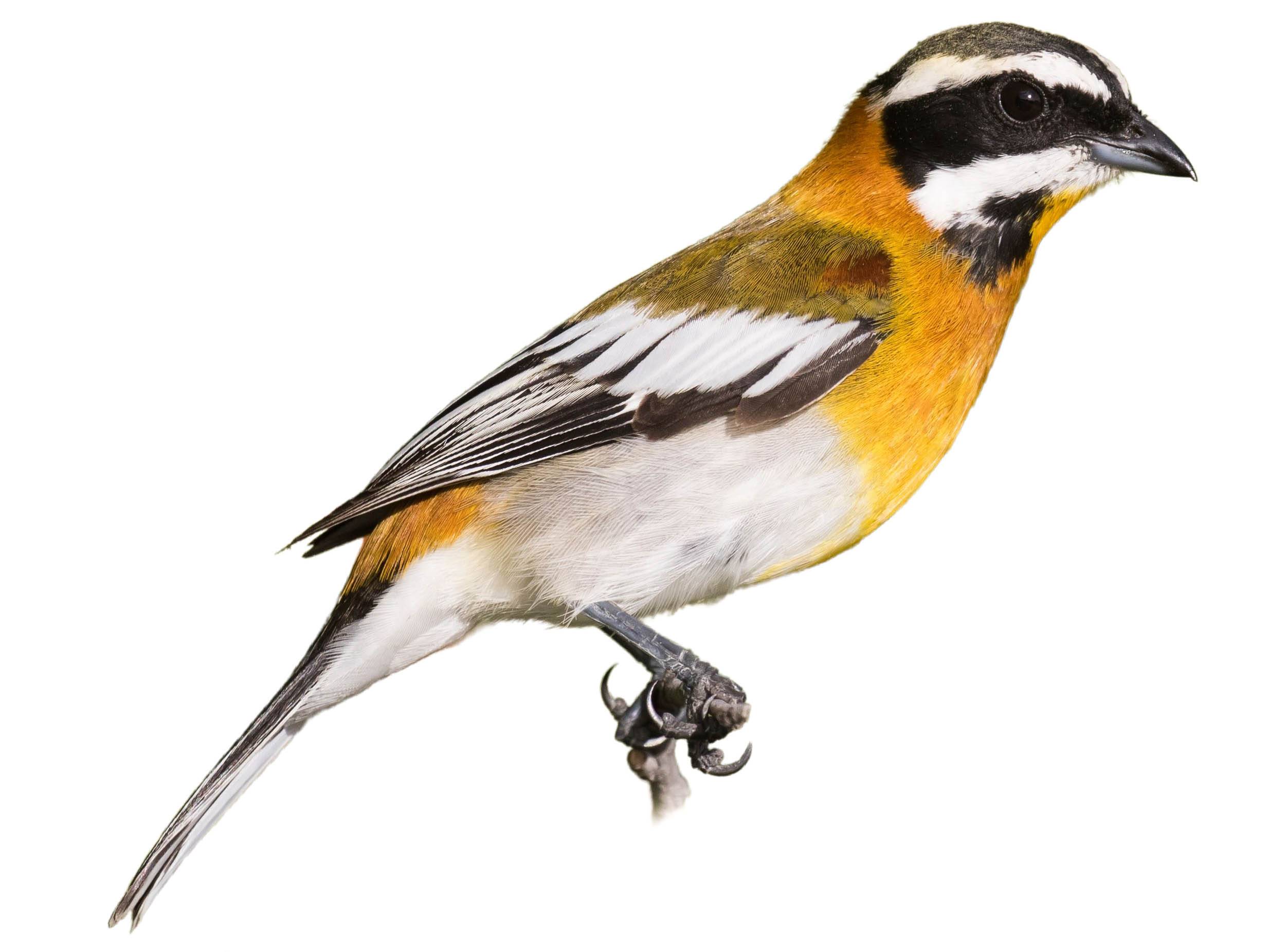 Western Spindalis (Spindalis zena) identification - Birda