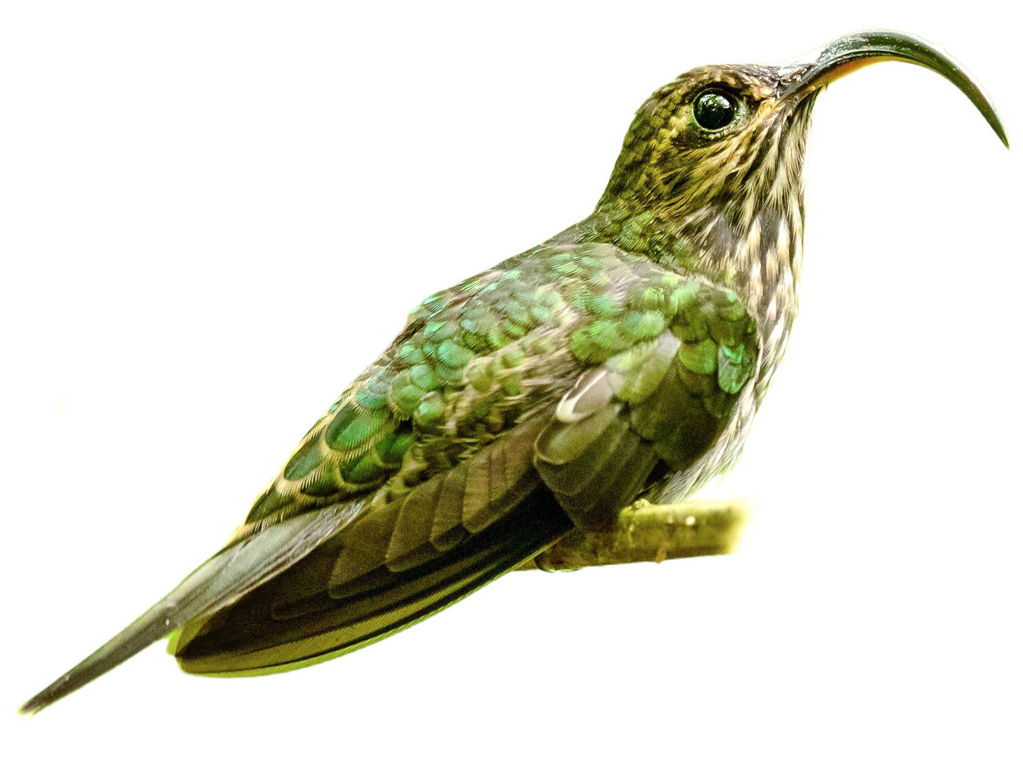 White-tipped Sicklebill (Eutoxeres aquila) identification - Birda
