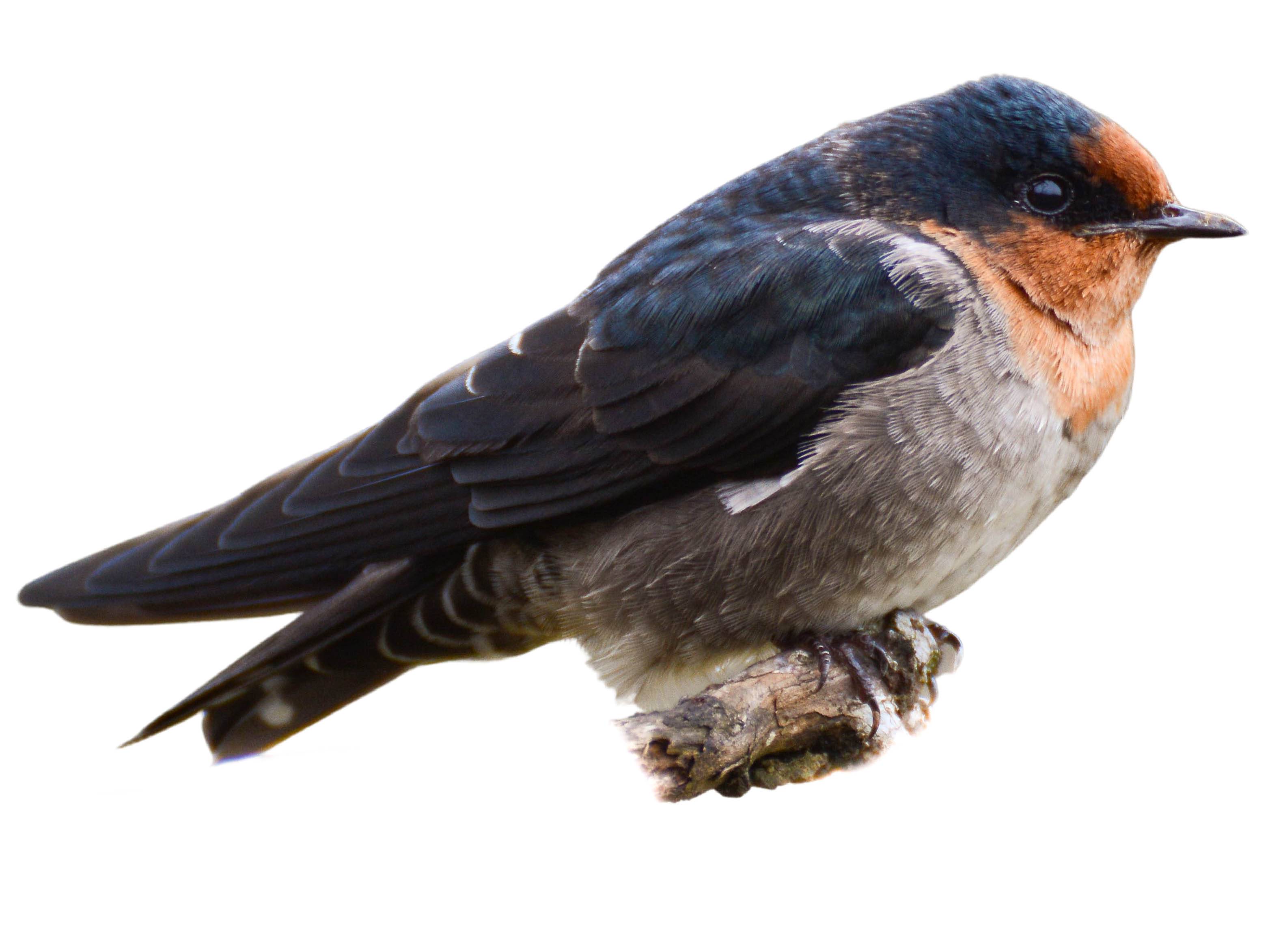 Pacific Swallow (Hirundo javanica) identification - Birda