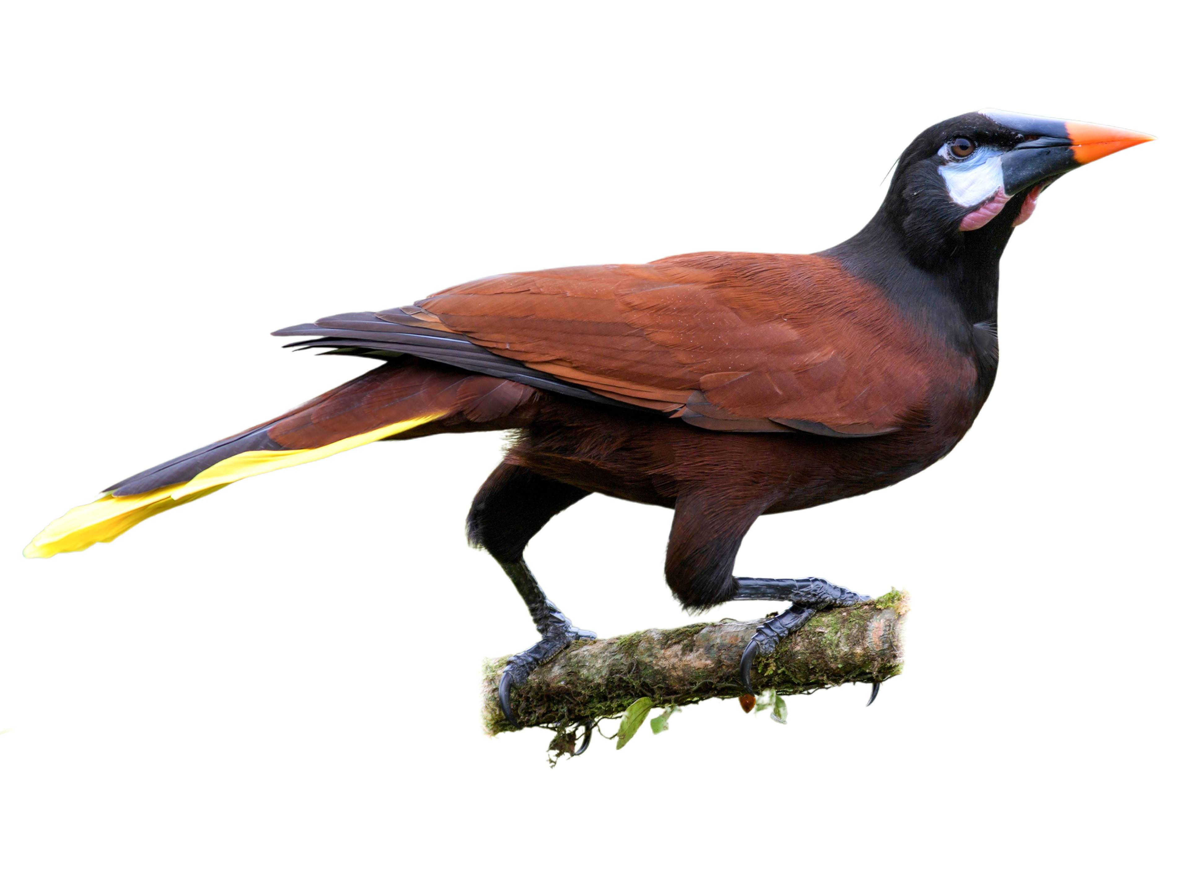 Montezuma Oropendola (Psarocolius montezuma) identification - Birda