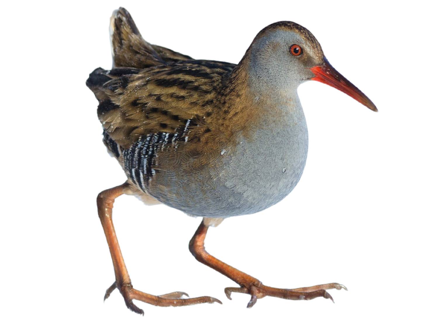 Water Rail (Rallus aquaticus) identification - Birda