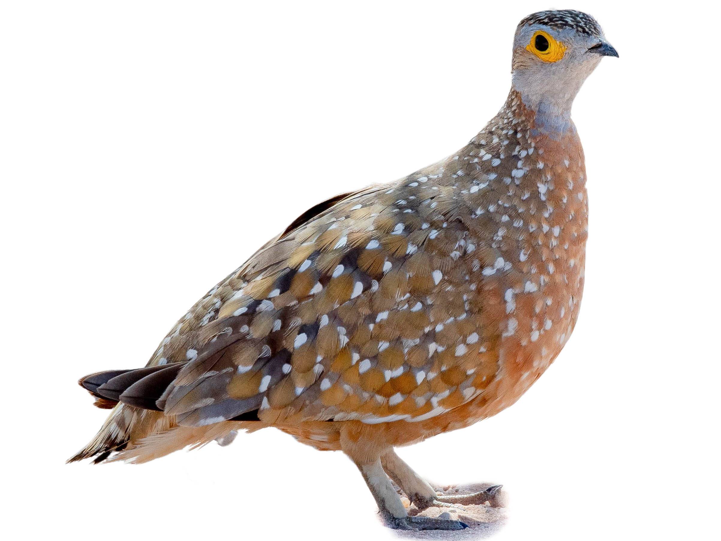 Burchell's Sandgrouse (Pterocles burchelli) identification - Birda