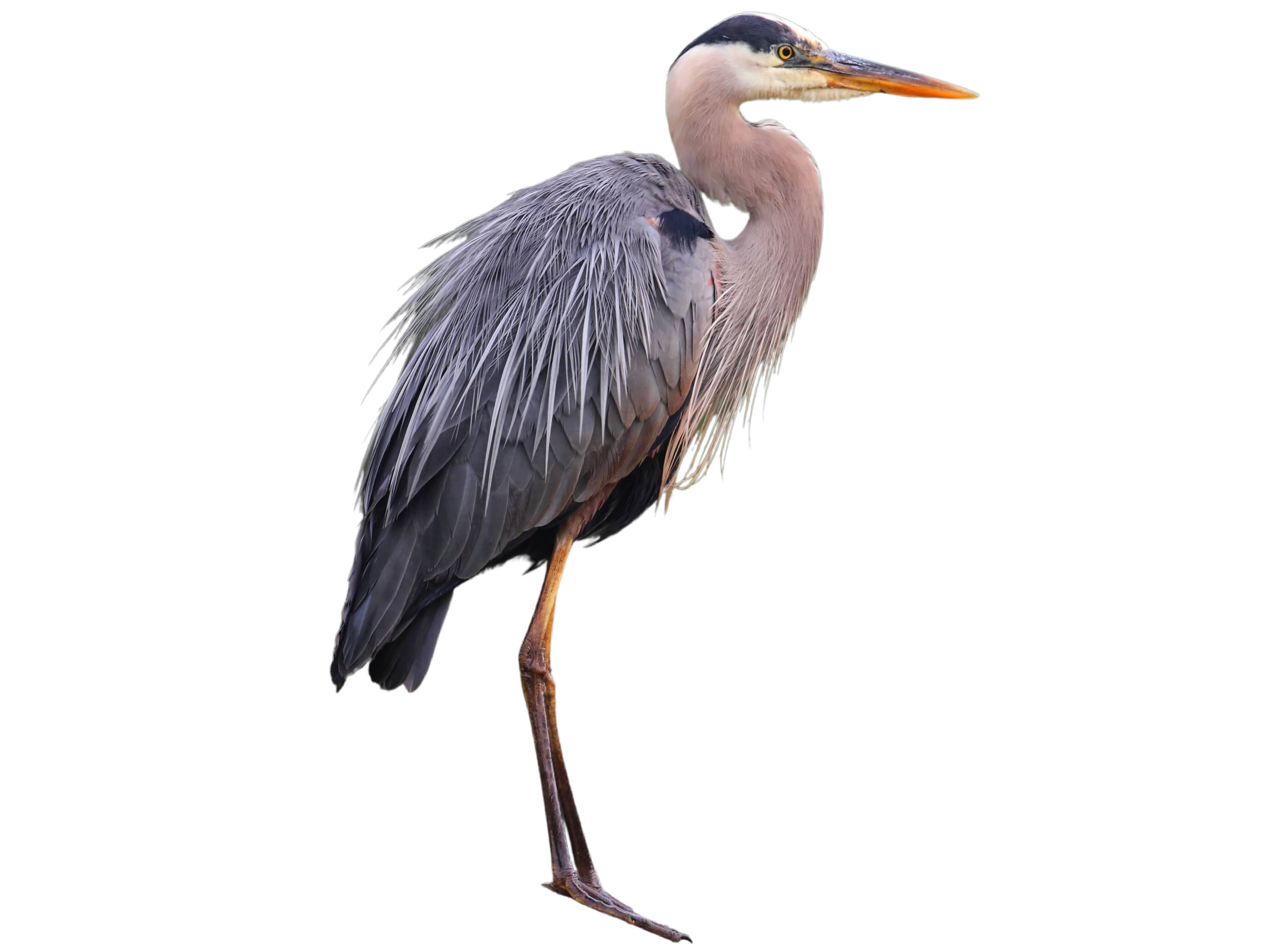 Great Blue Heron (Ardea herodias) identification - Birda
