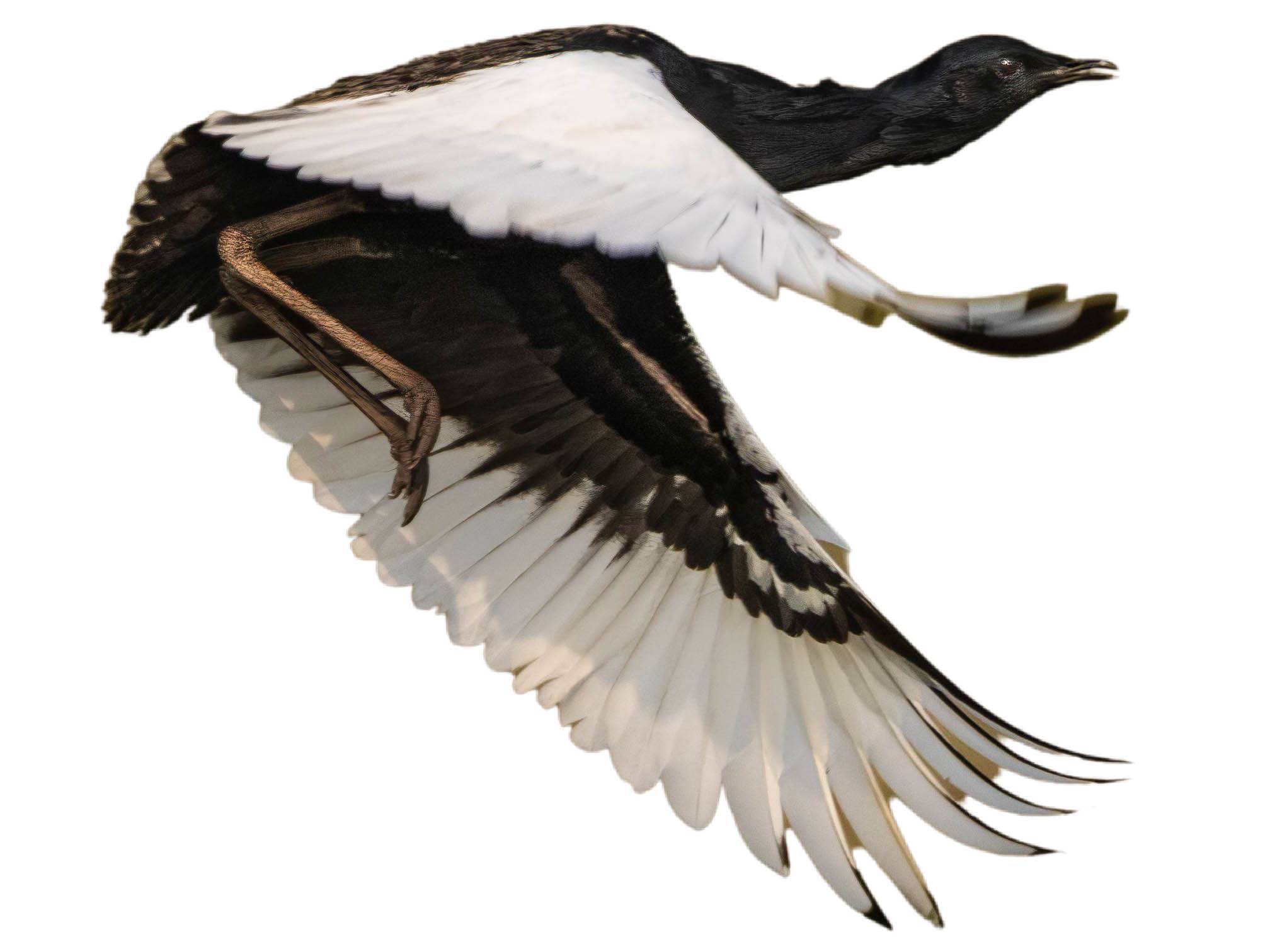 Bengal Florican (Houbaropsis bengalensis) identification - Birda