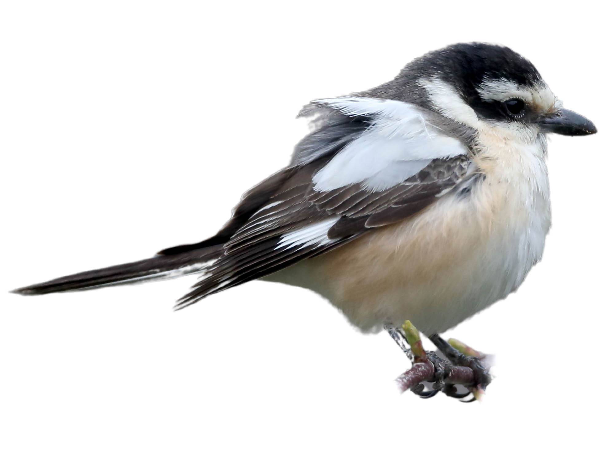 Masked Shrike (Lanius nubicus) identification - Birda