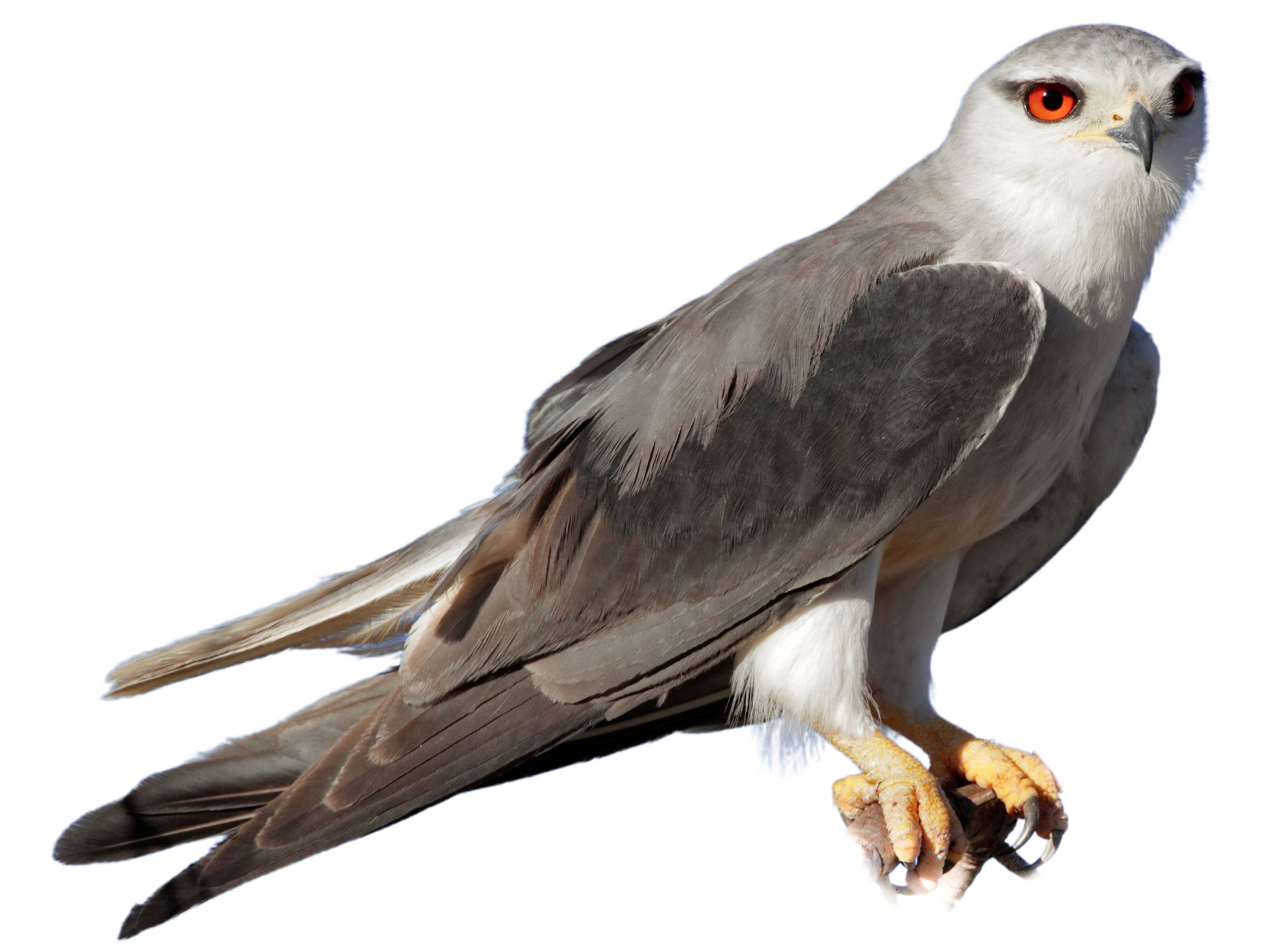 Black-winged Kite (Elanus caeruleus) identification - Birda