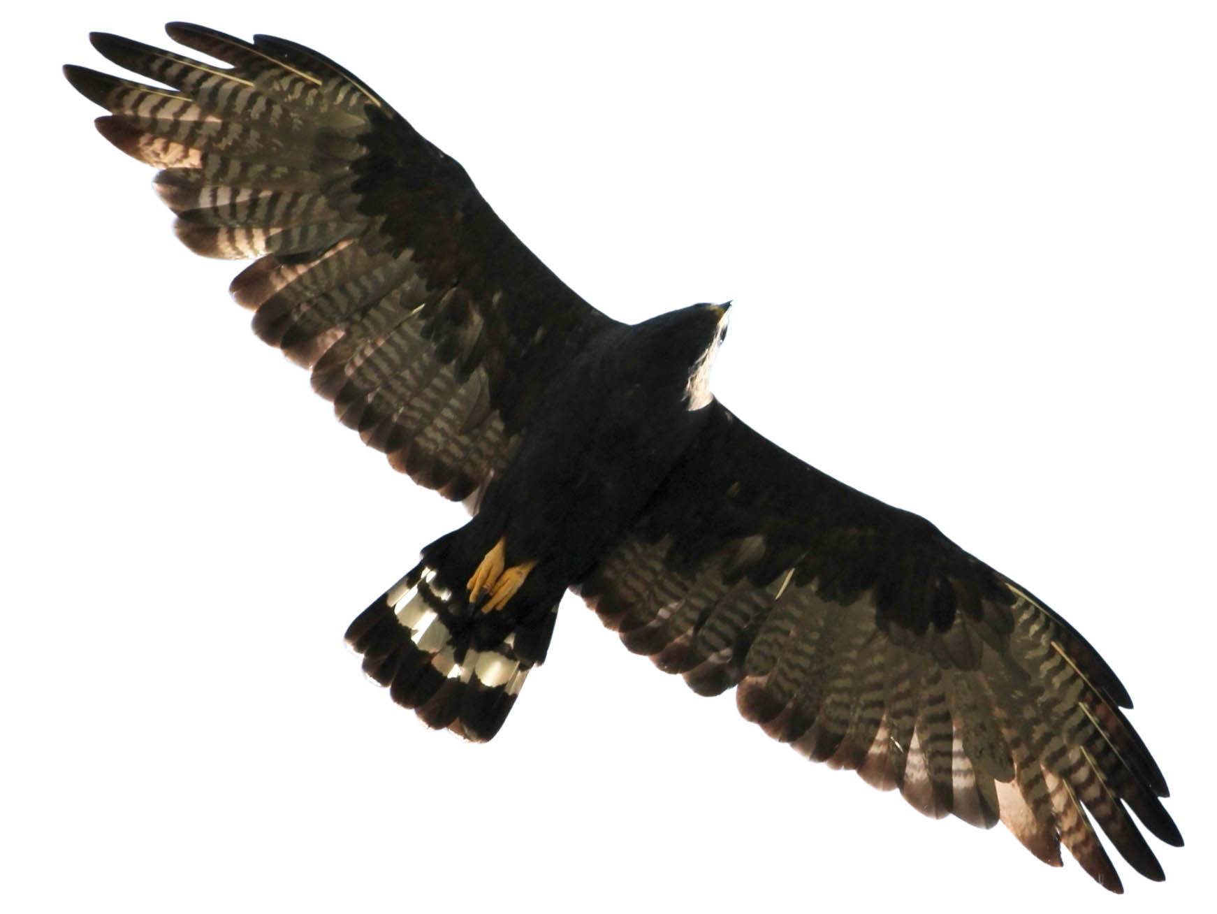 Zone-tailed Hawk (Buteo albonotatus) identification - Birda