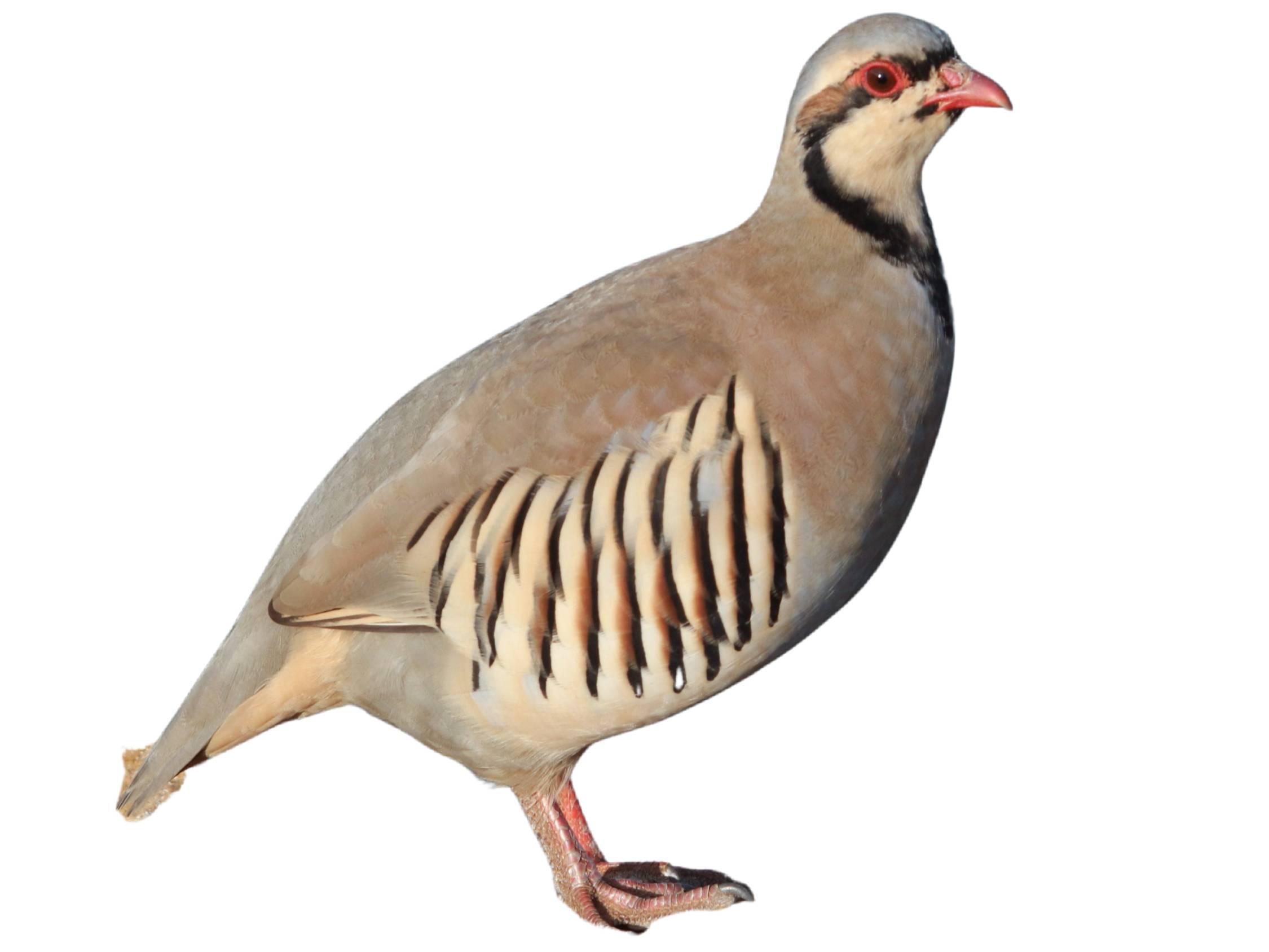 Chukar Partridge (Alectoris chukar) identification - Birda