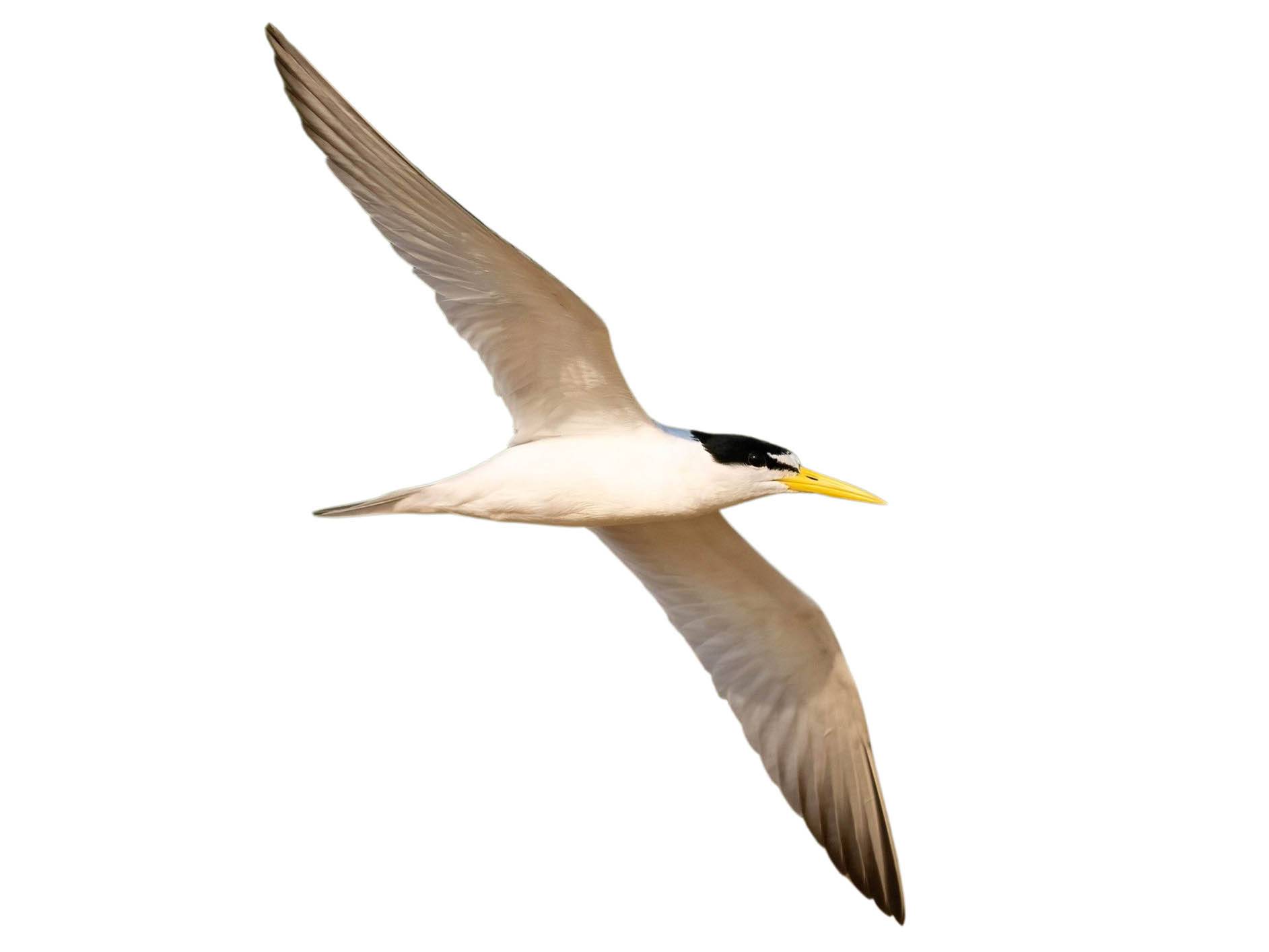 Yellow-billed Tern (Sternula superciliaris) identification - Birda