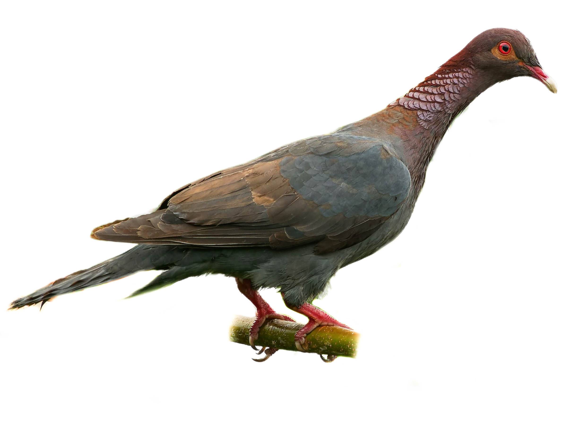 Scaly-naped Pigeon (Patagioenas squamosa) identification - Birda