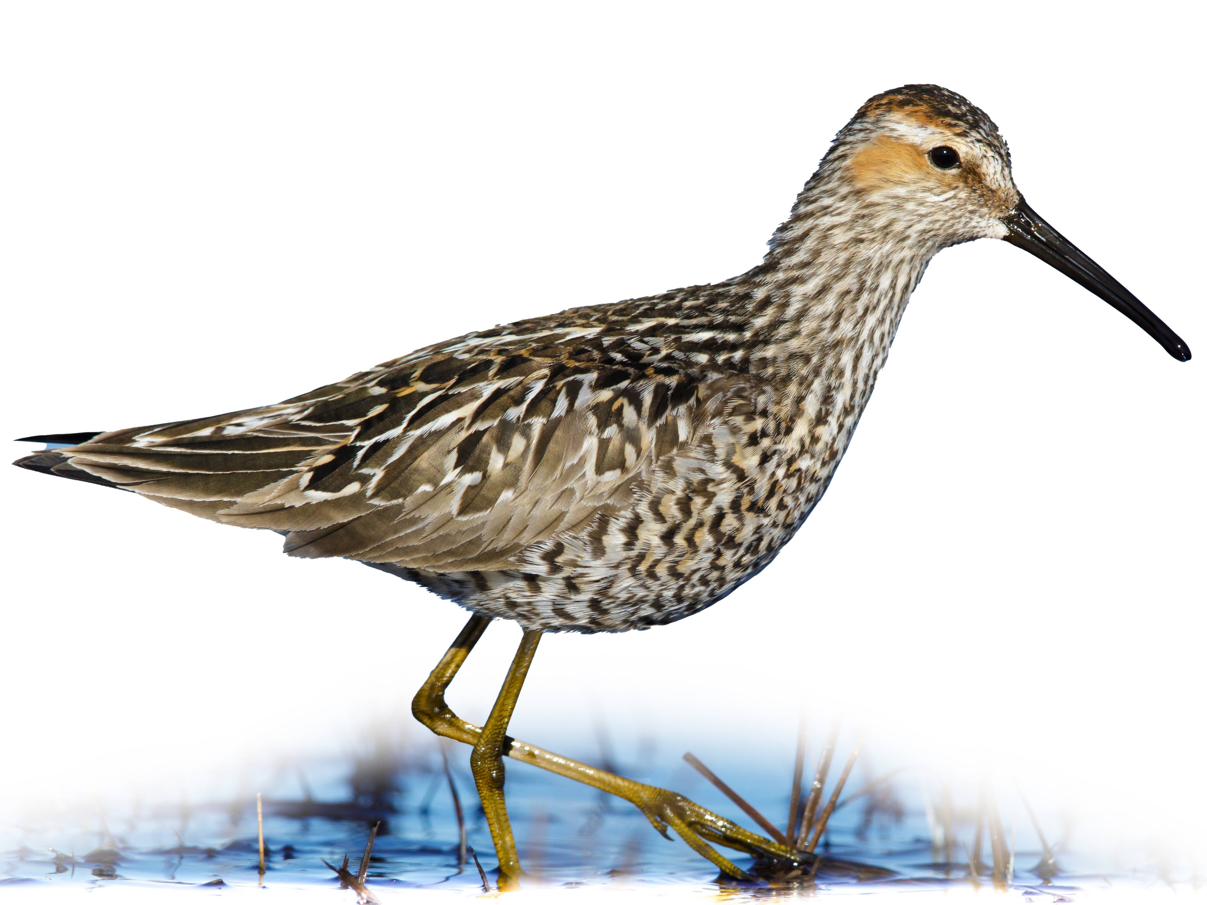 Stilt Sandpiper (Calidris himantopus) identification - Birda