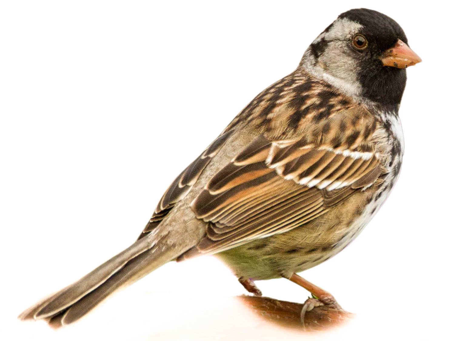Harris's Sparrow (Zonotrichia querula) identification - Birda