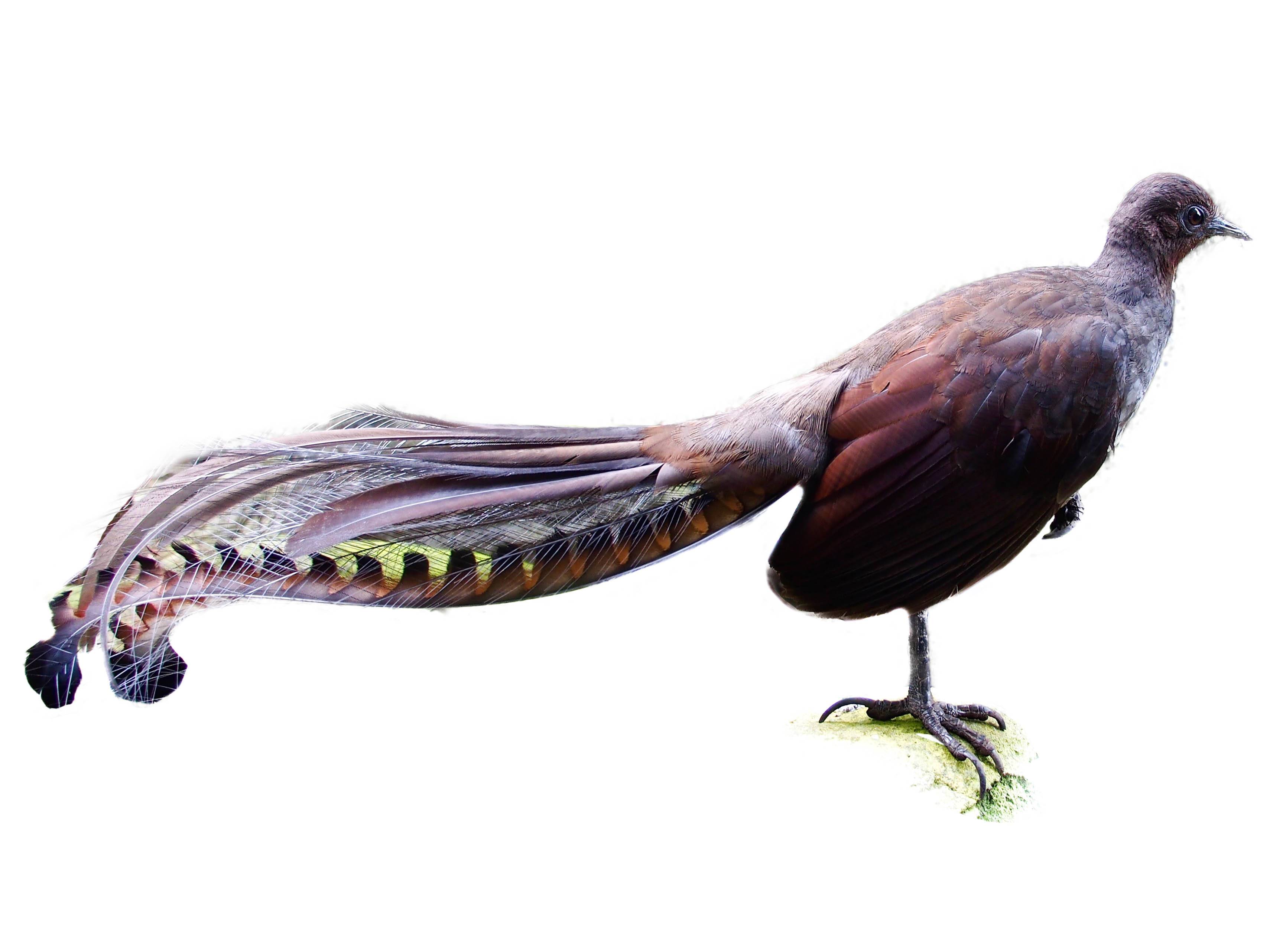 Superb Lyrebird (Menura novaehollandiae) identification - Birda