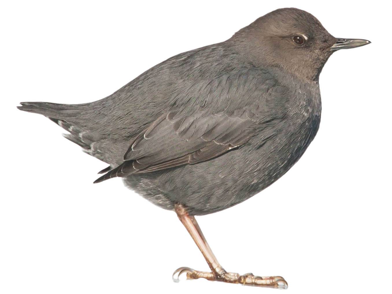 American Dipper (Cinclus mexicanus) identification - Birda
