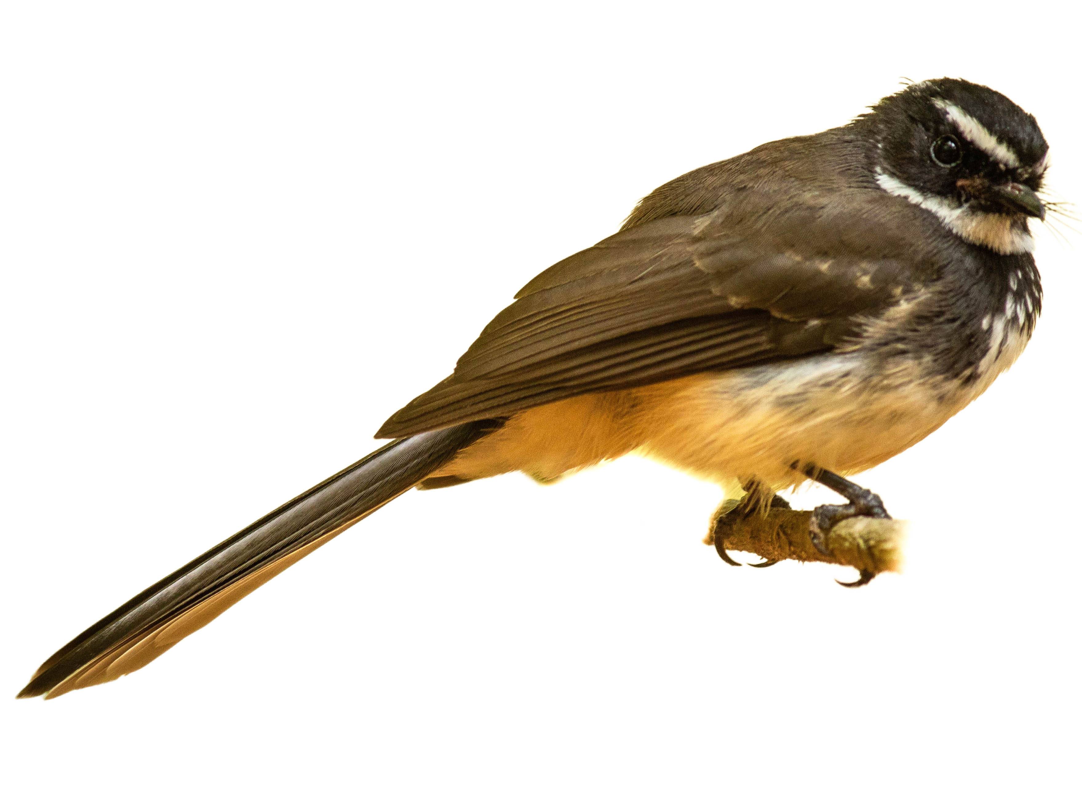 White-spotted Fantail (Rhipidura albogularis) identification - Birda