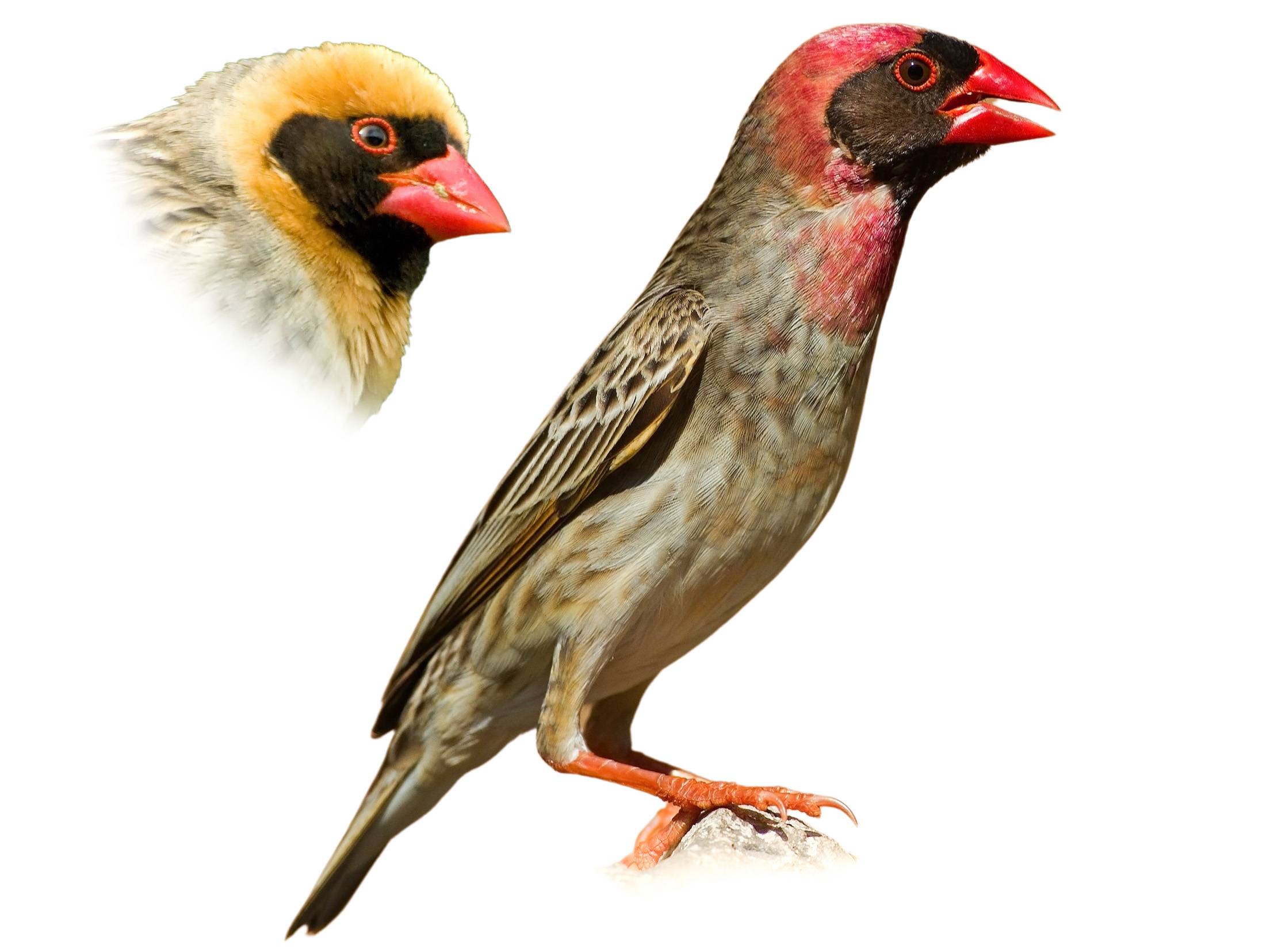 Red-billed Quelea (Quelea quelea) identification - Birda