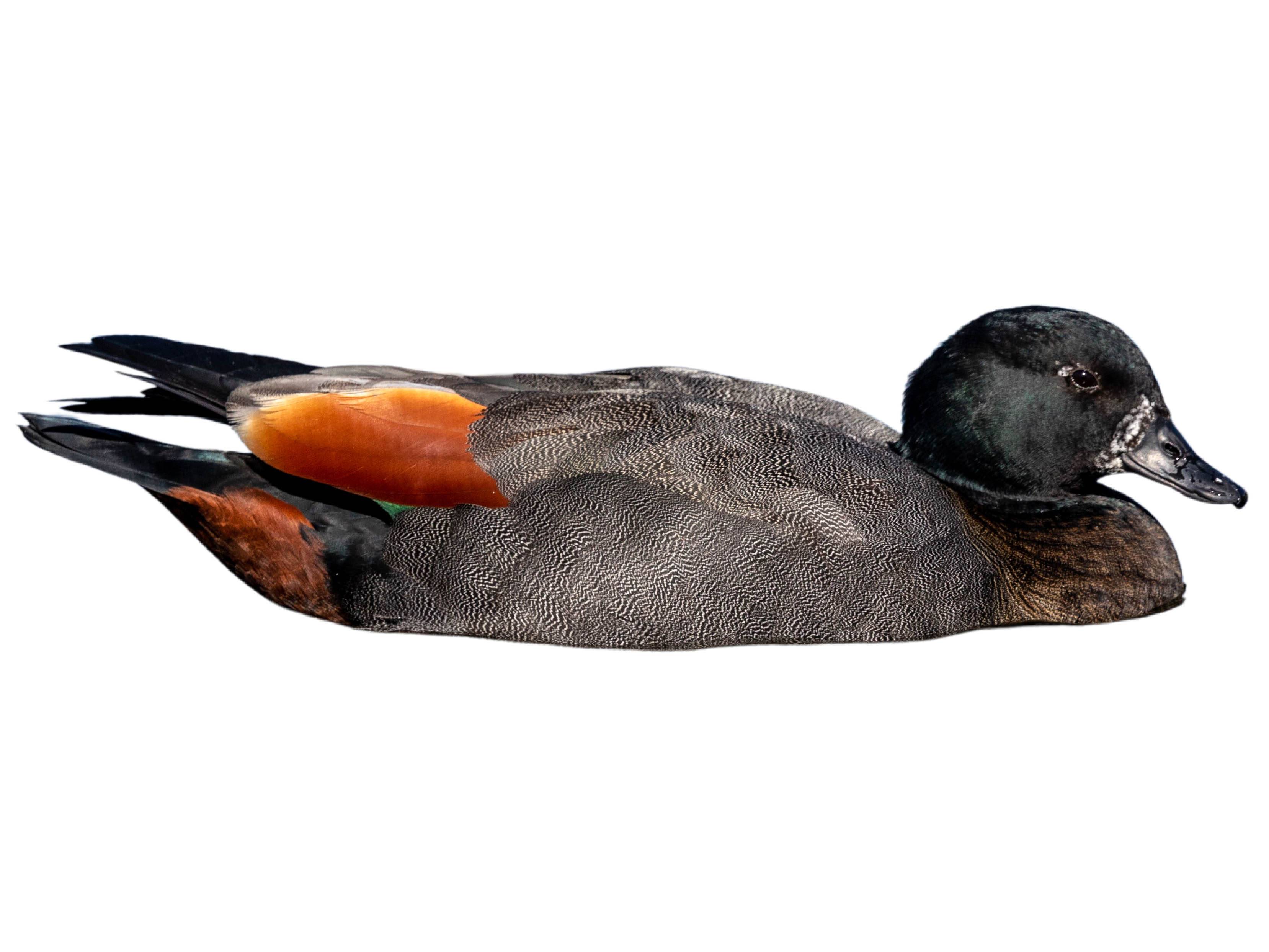 Paradise Shelduck (Tadorna variegata) identification - Birda