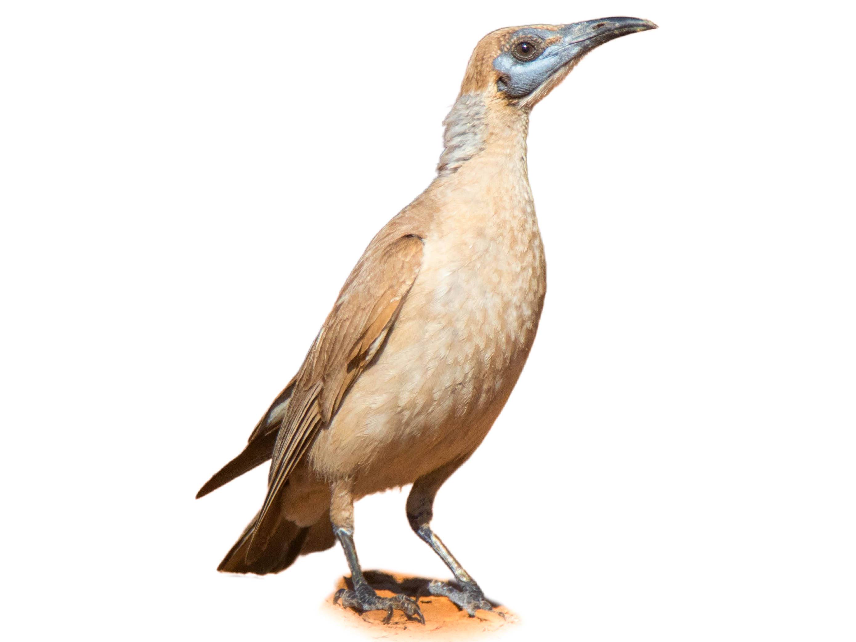 Little Friarbird (Philemon citreogularis) identification - Birda