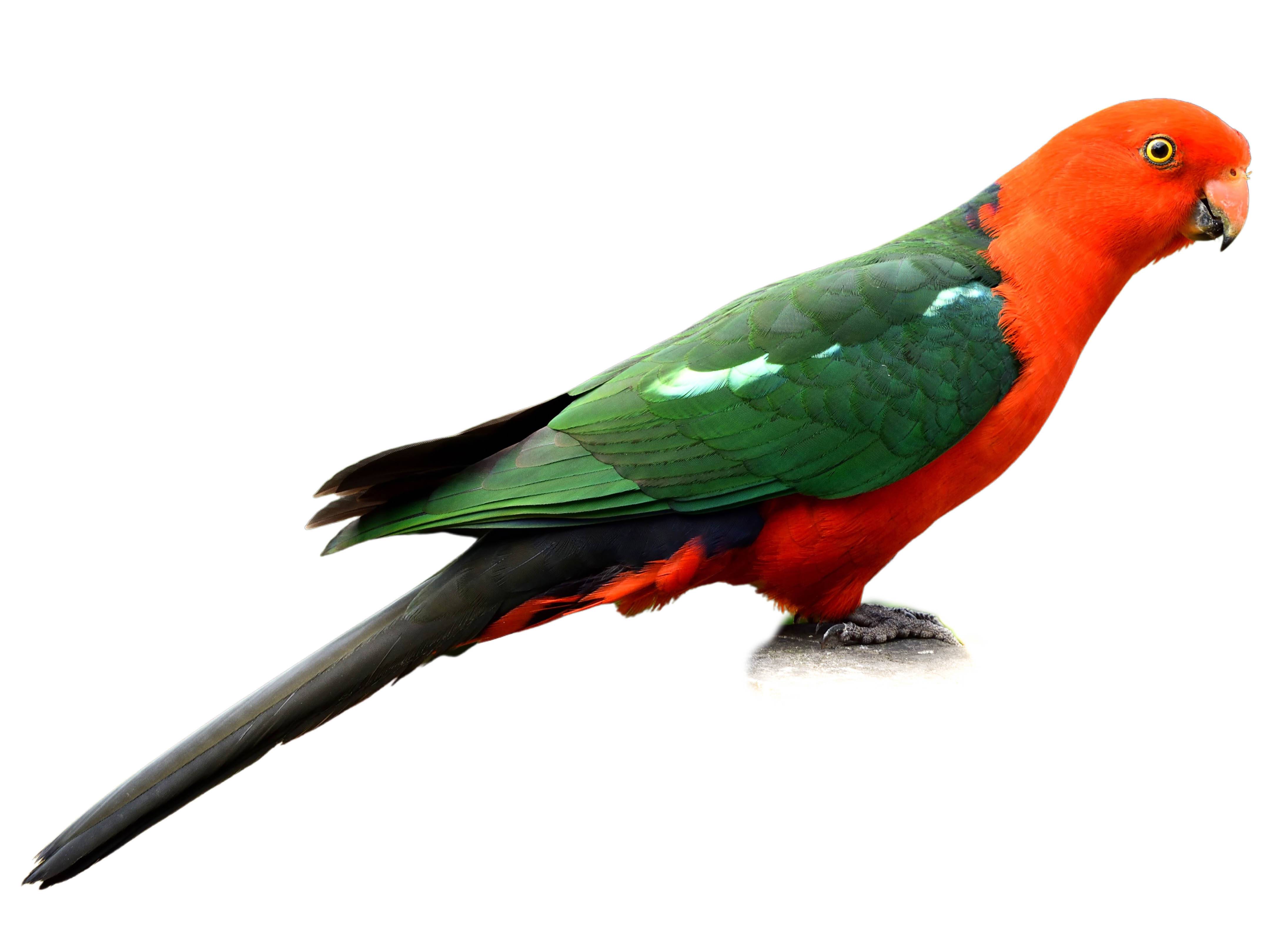 Australian King Parrot (Alisterus scapularis) identification - Birda
