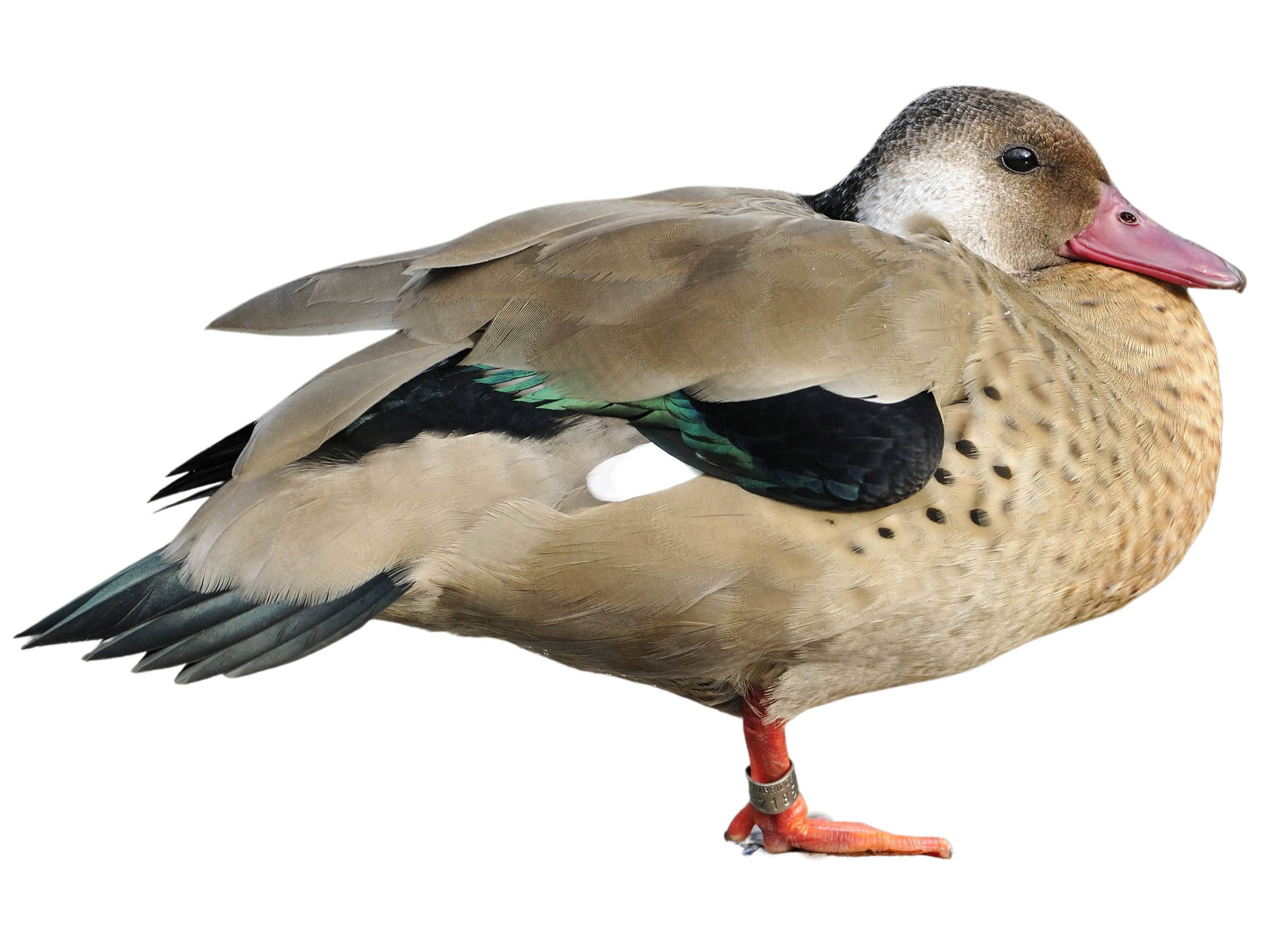 Brazilian Teal (Amazonetta brasiliensis) identification - Birda