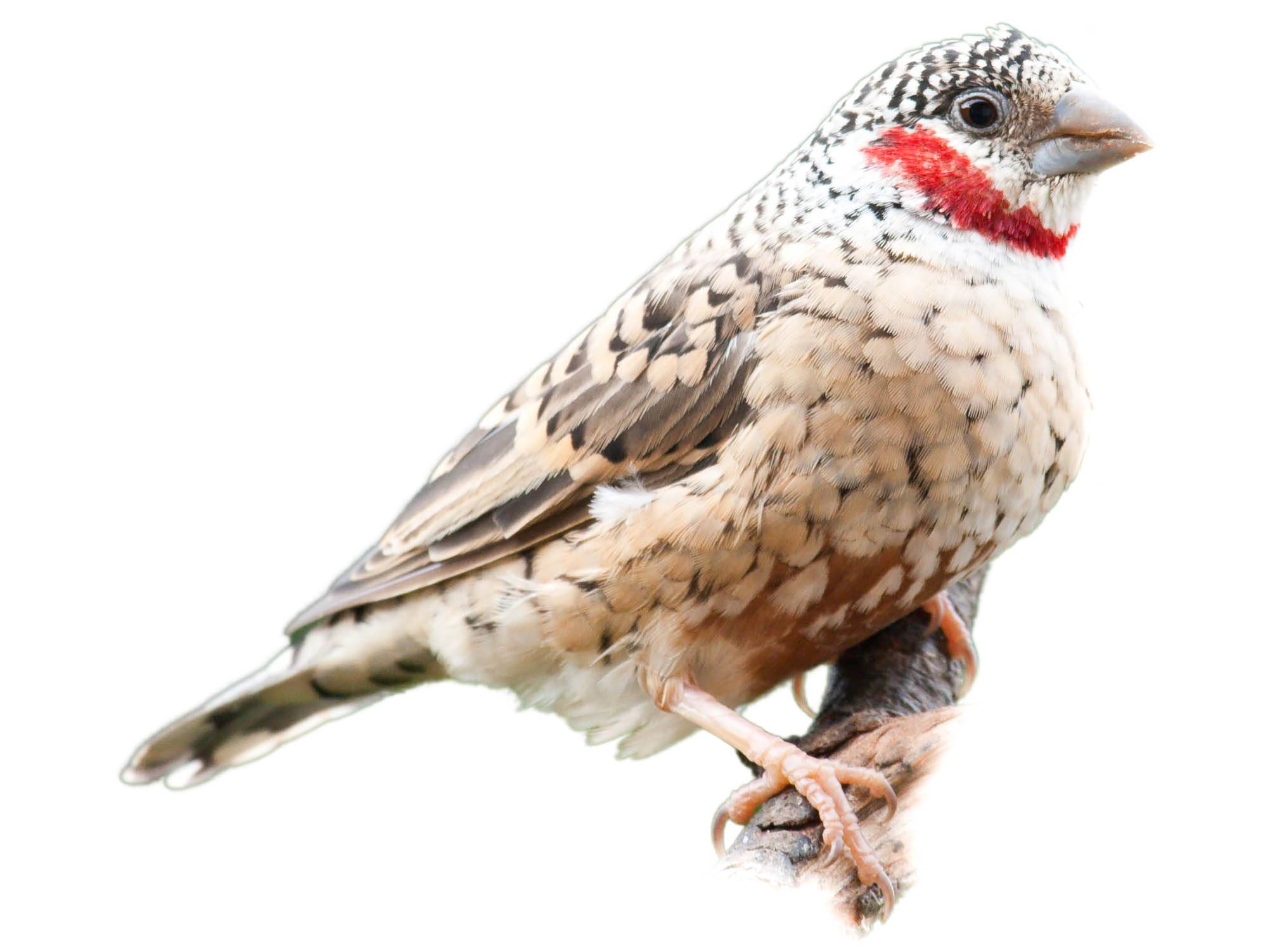 Cut-throat Finch (Amadina fasciata) identification - Birda