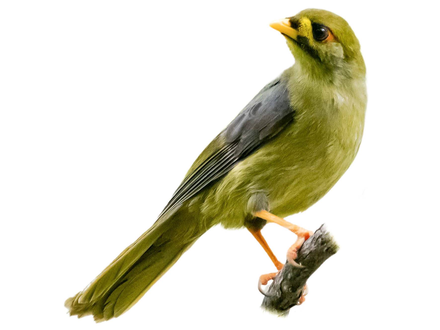 Bell Miner (Manorina melanophrys) identification - Birda