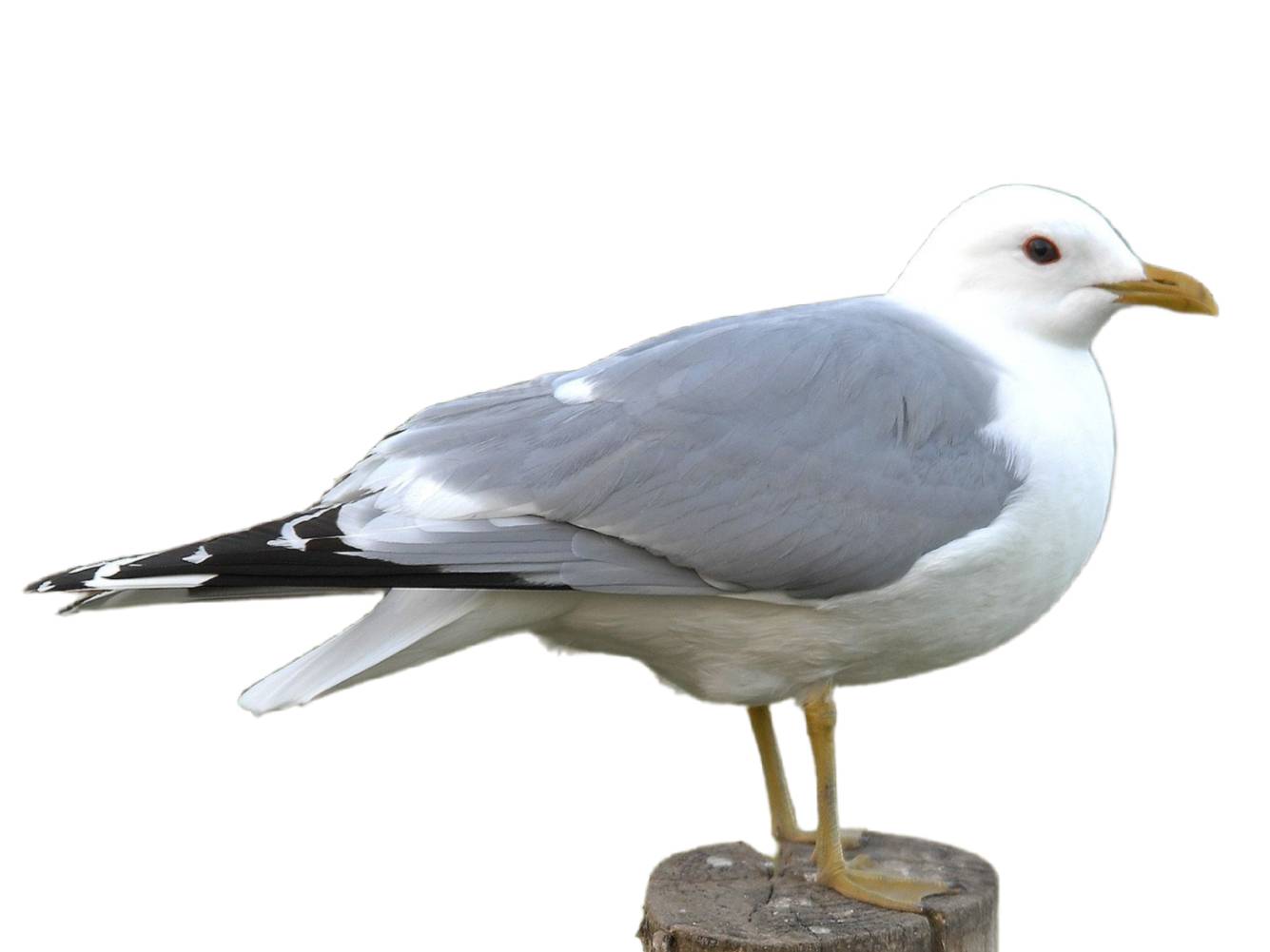 Common Gull (Larus canus) identification - Birda