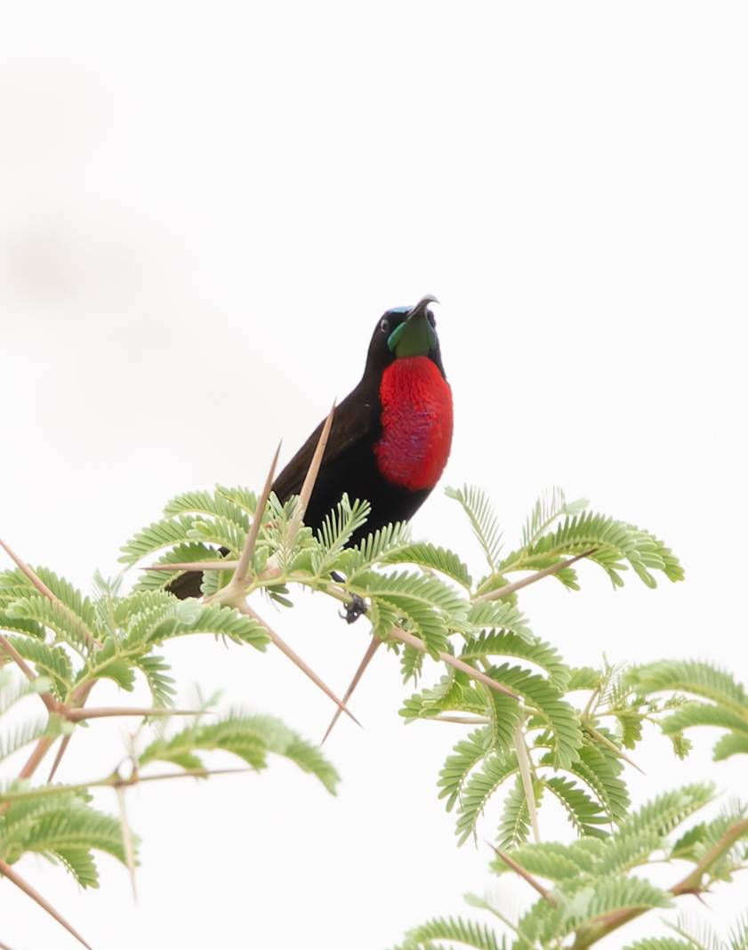scarlet sunbird