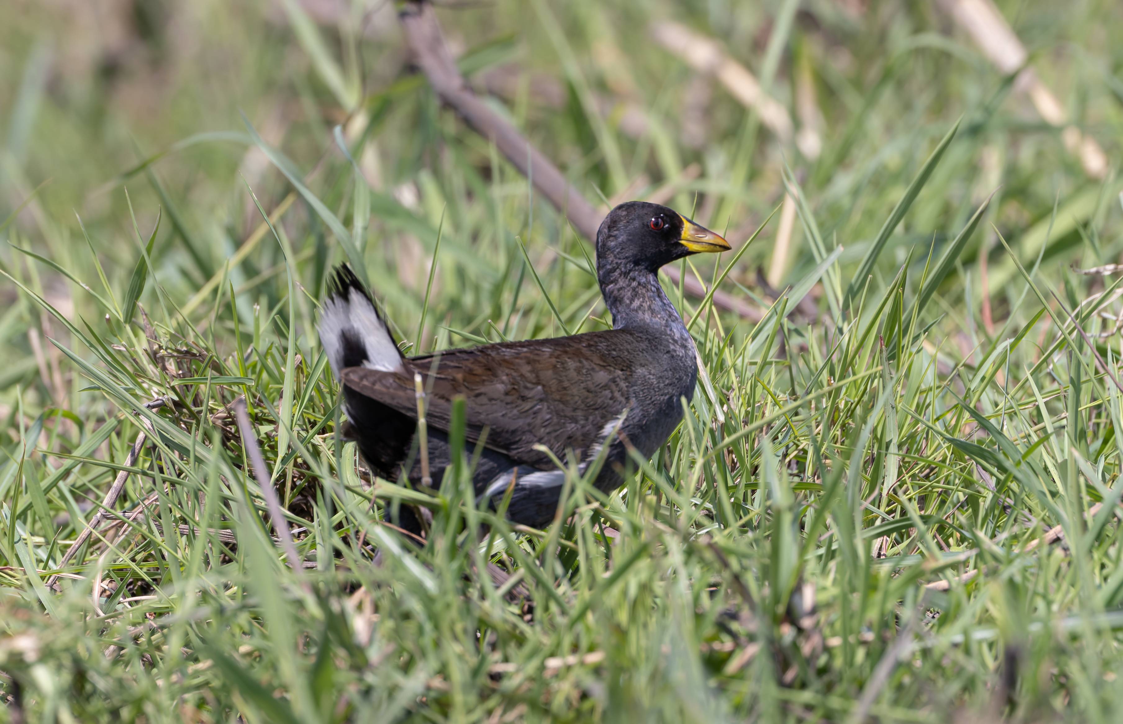 lesser moorhen